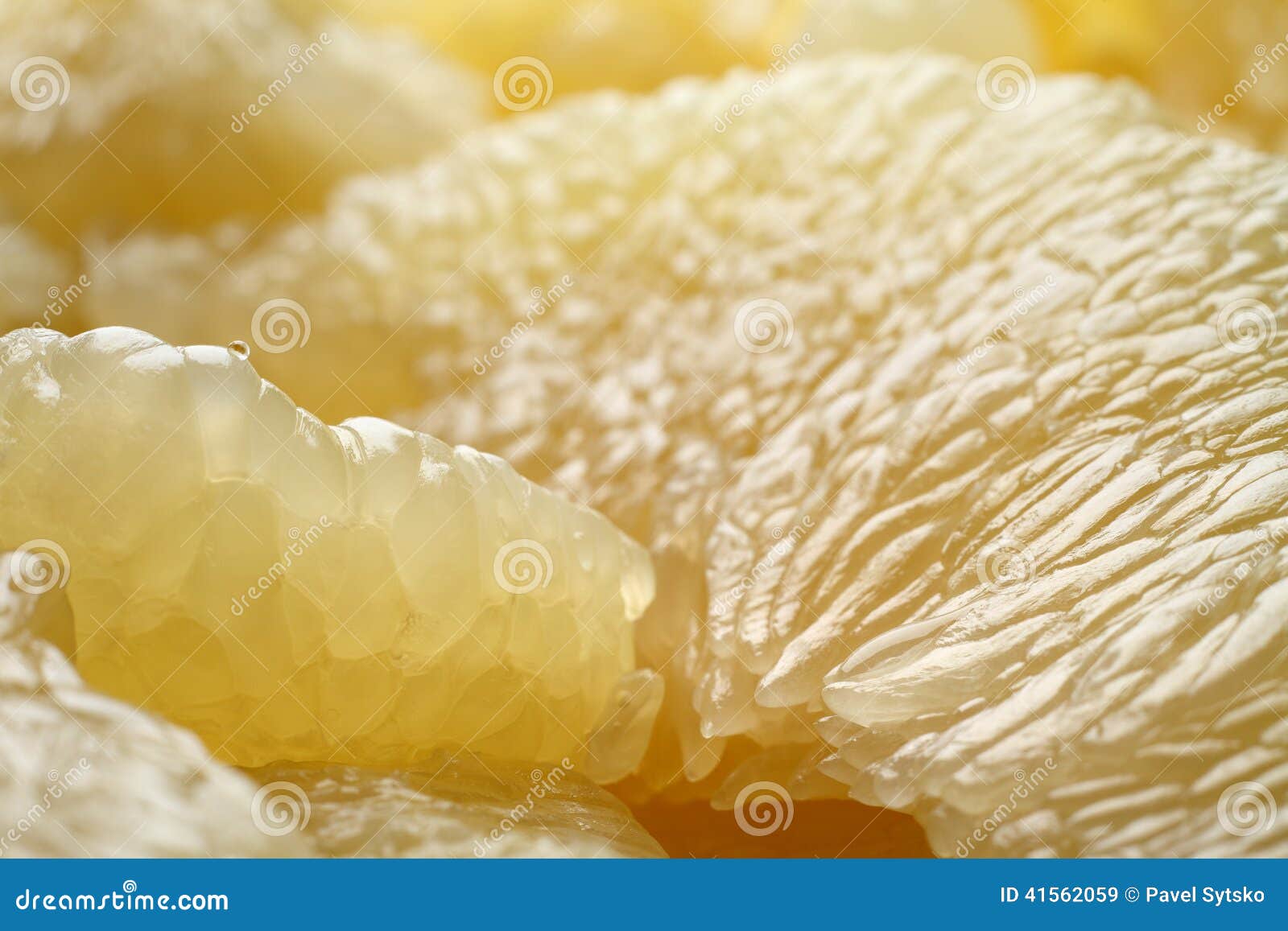 Fruit. Pomelo. Pomelo Slices Closeup. Citrus Macro Texture. Citrus ...