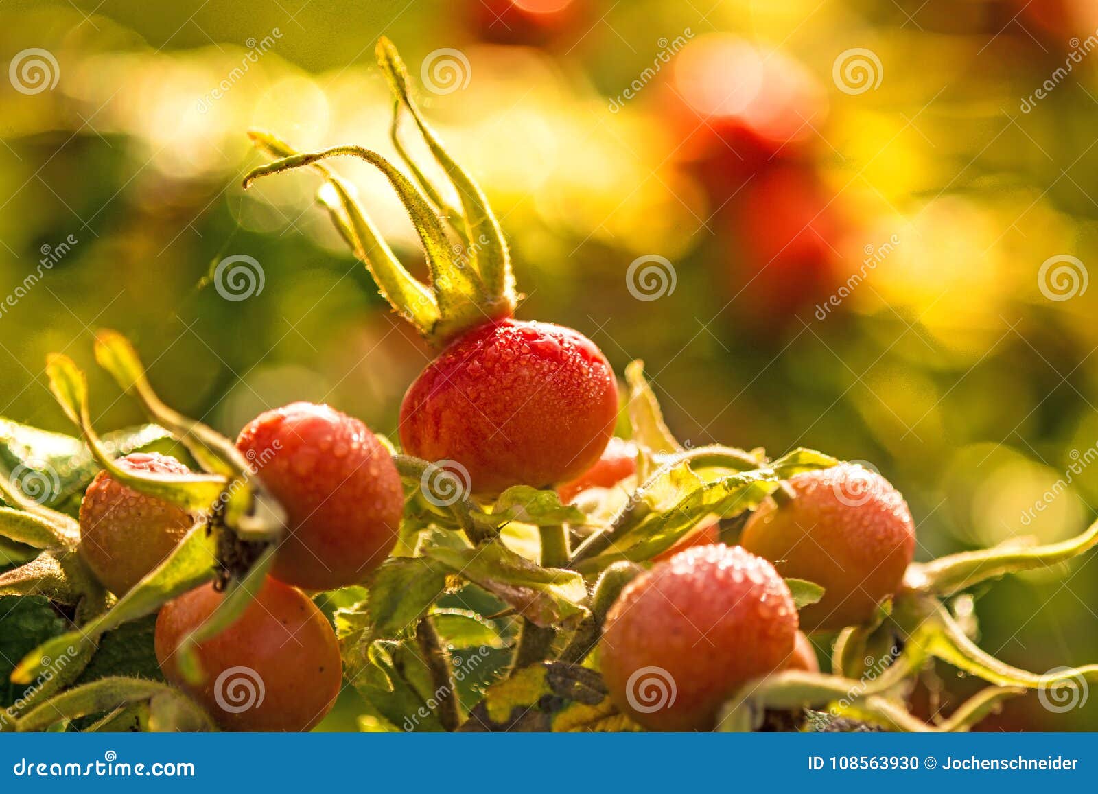 Fruit of a potato rose stock photo. Image of colorful - 108563930