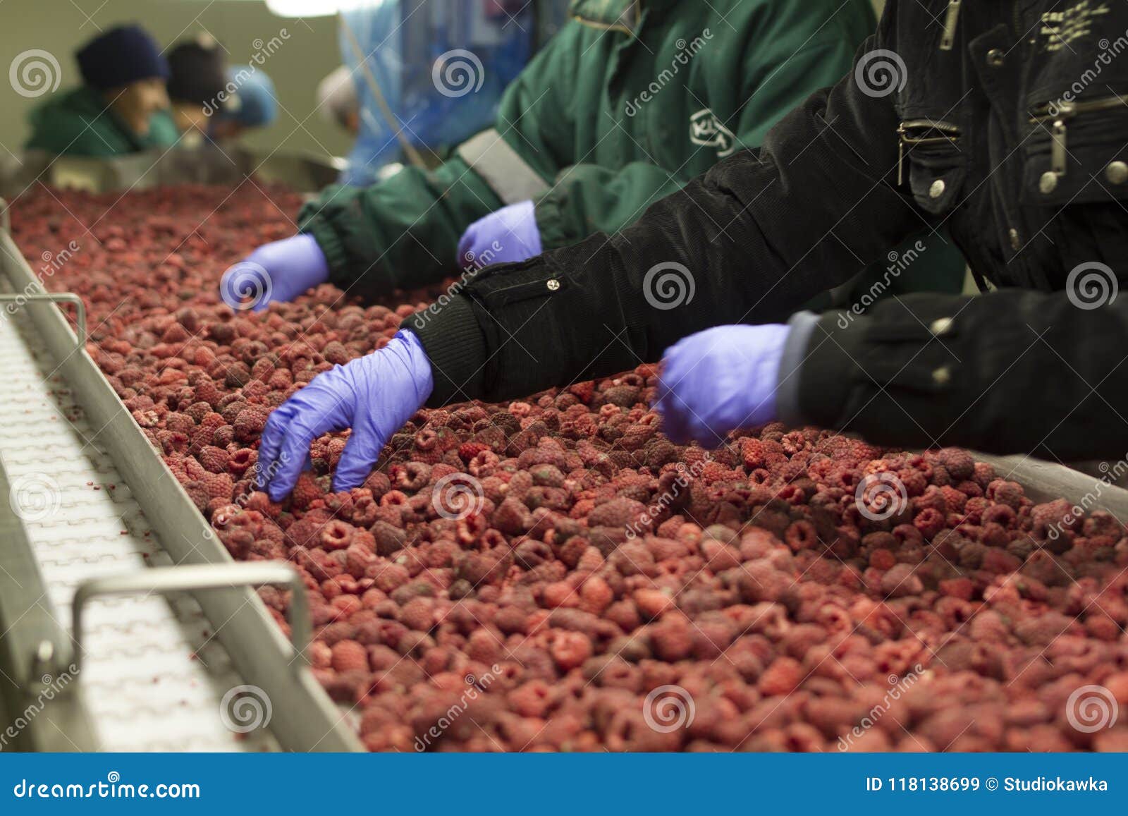 Processing Fruit Production Factory Citrus Process Harvest Conveyor ...