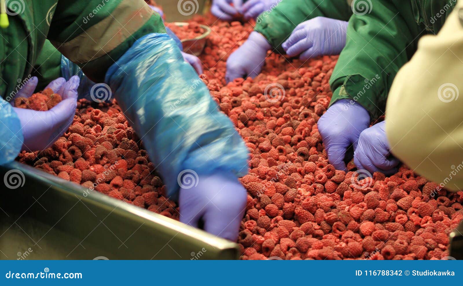 Fruit Processing Plant, in the Cold, Frozen Raspberries Stock Photo ...