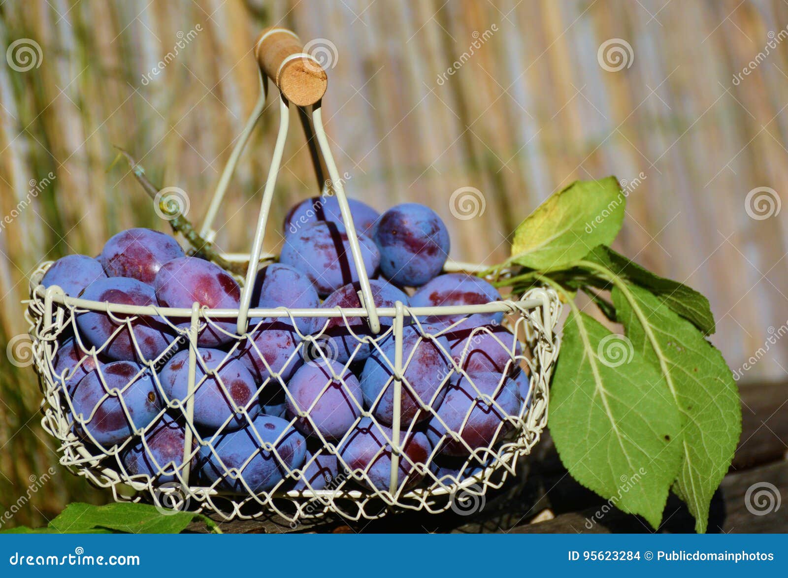 Fruit, Produce, Plant, Branch Picture. Image: 95623284