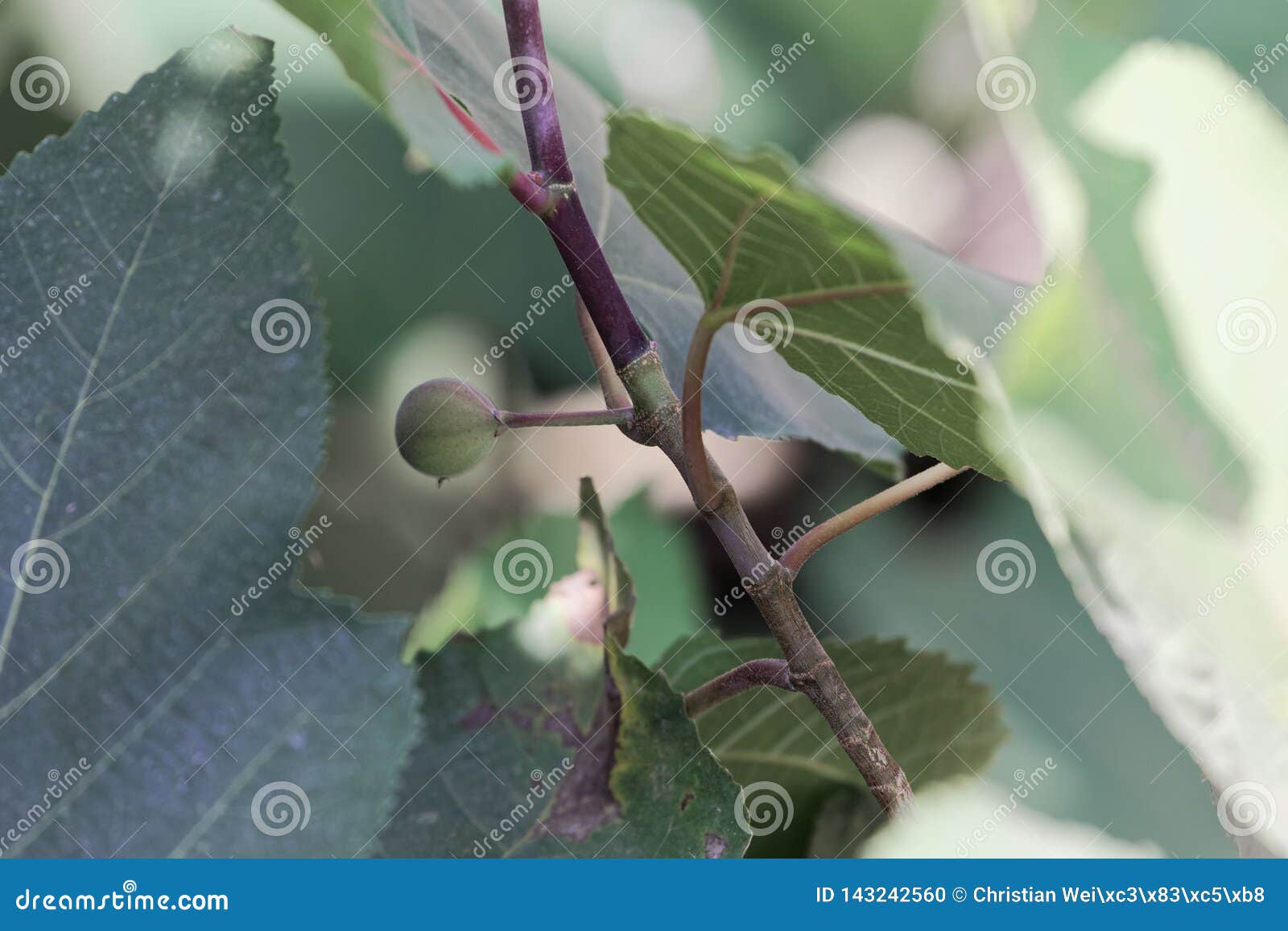 Fruit of a Punjab Fig, Ficus Palmata Stock Photo - Image of growing ...