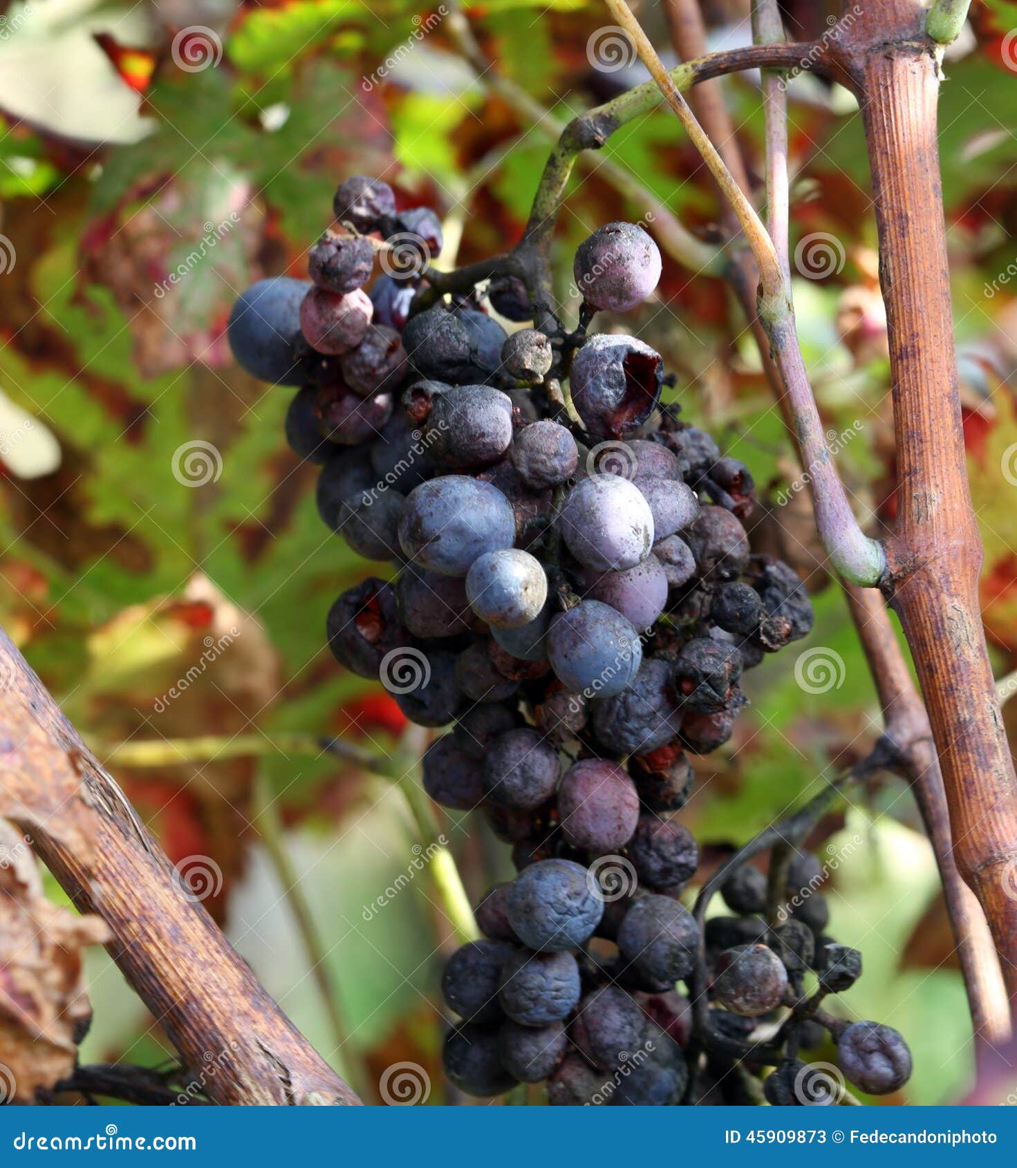 Fruit Raisins In The Vineyard In Autumn Stock Image Image Of