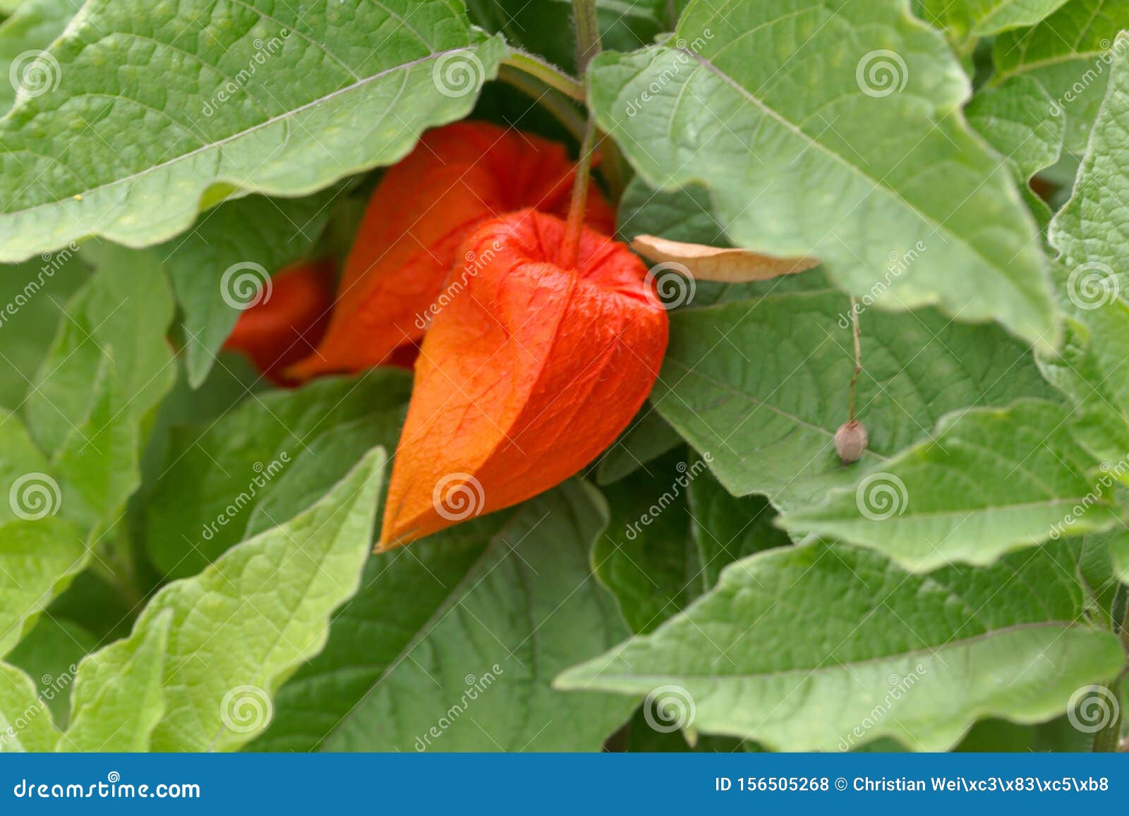 Fruit with a Red Husk of a Bladder Cherry, Physalis Alkekengi Stock ...