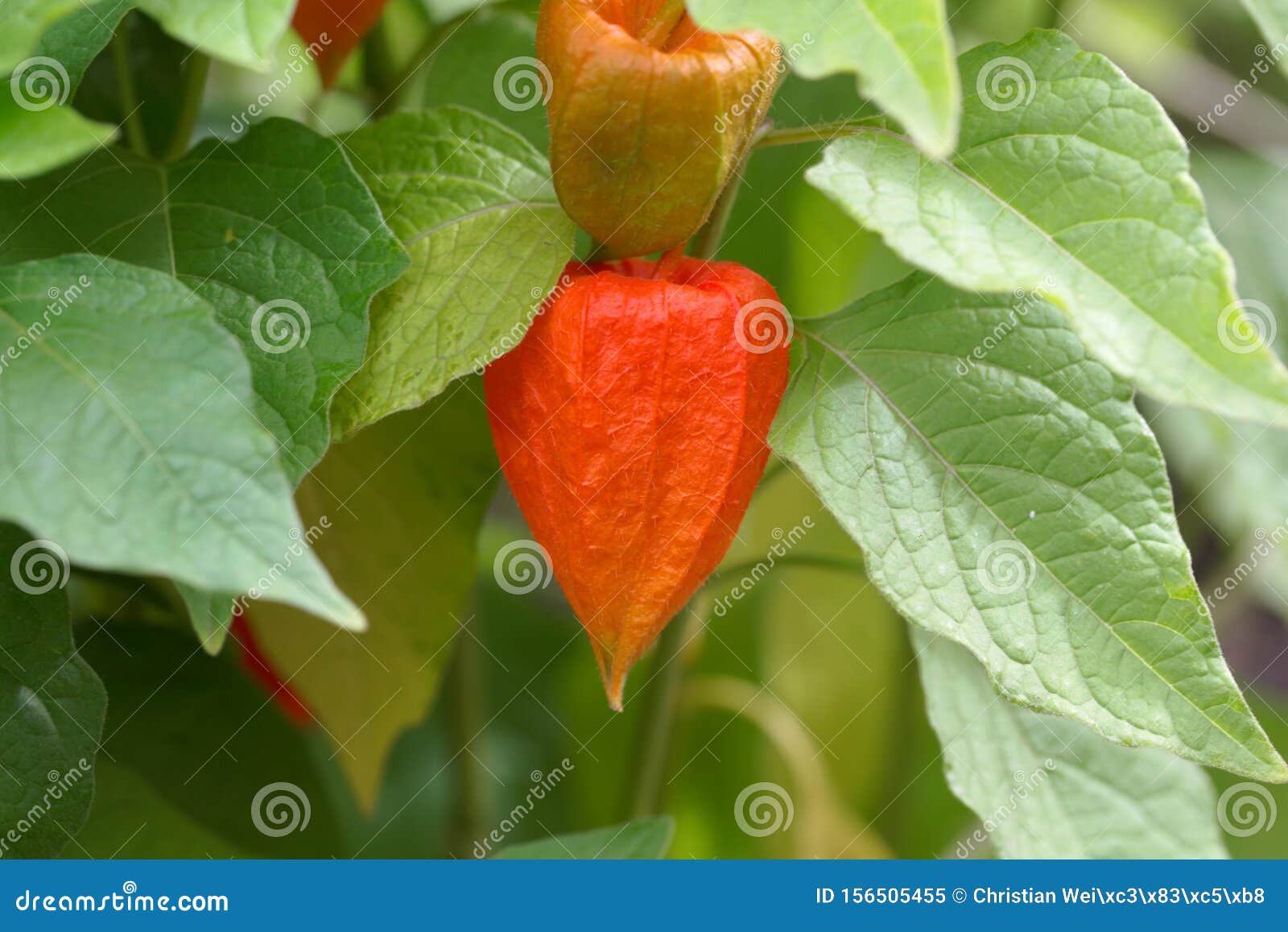 Fruit with a Red Husk of a Bladder Cherry, Physalis Alkekengi Stock ...