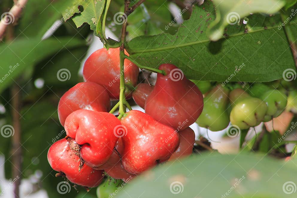 Fruit red jambu stock image. Image of tree, citrus, vegetable - 194792471