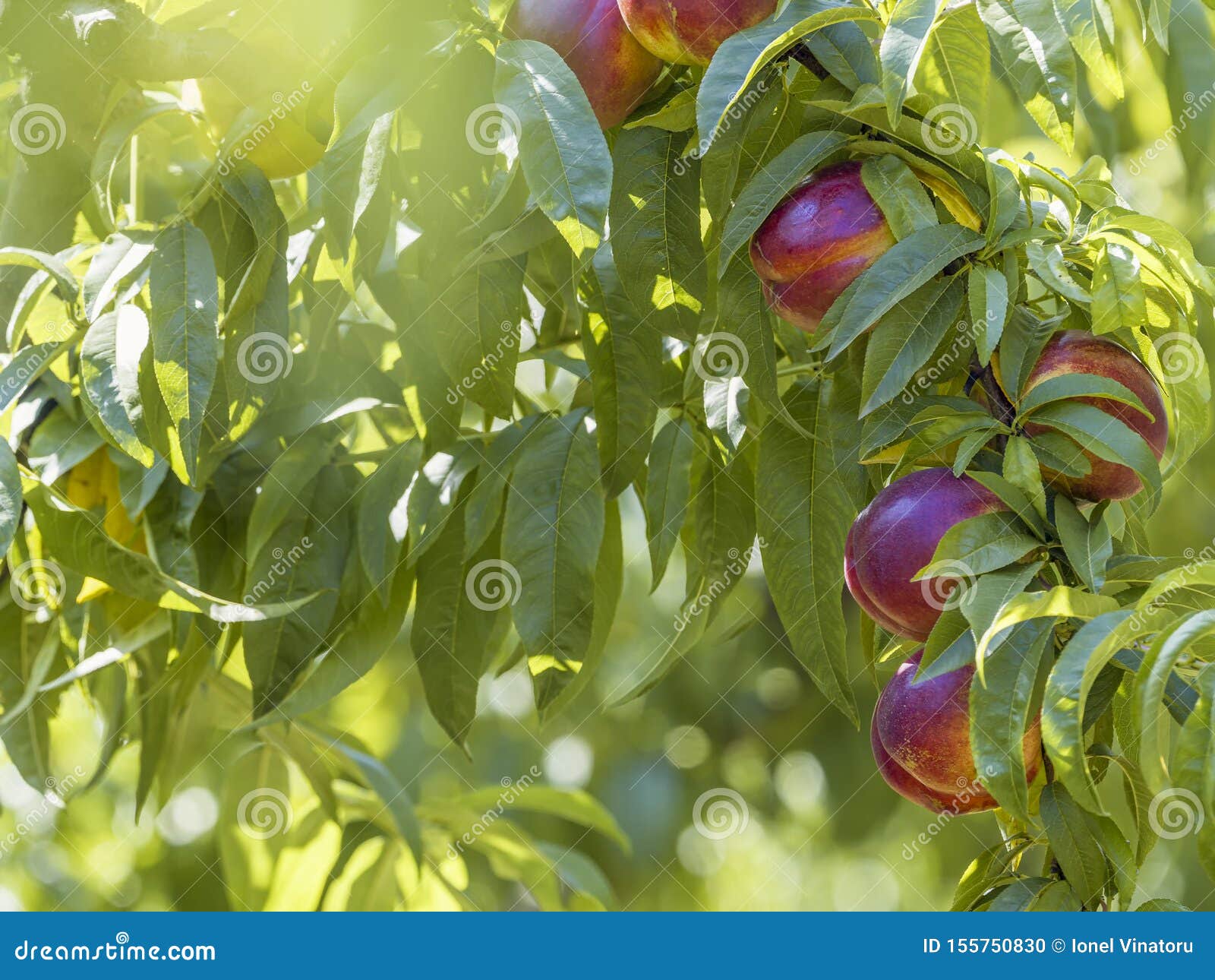 Fruit of Red Nectarine in the Natural Garden Stock Photo - Image of ...