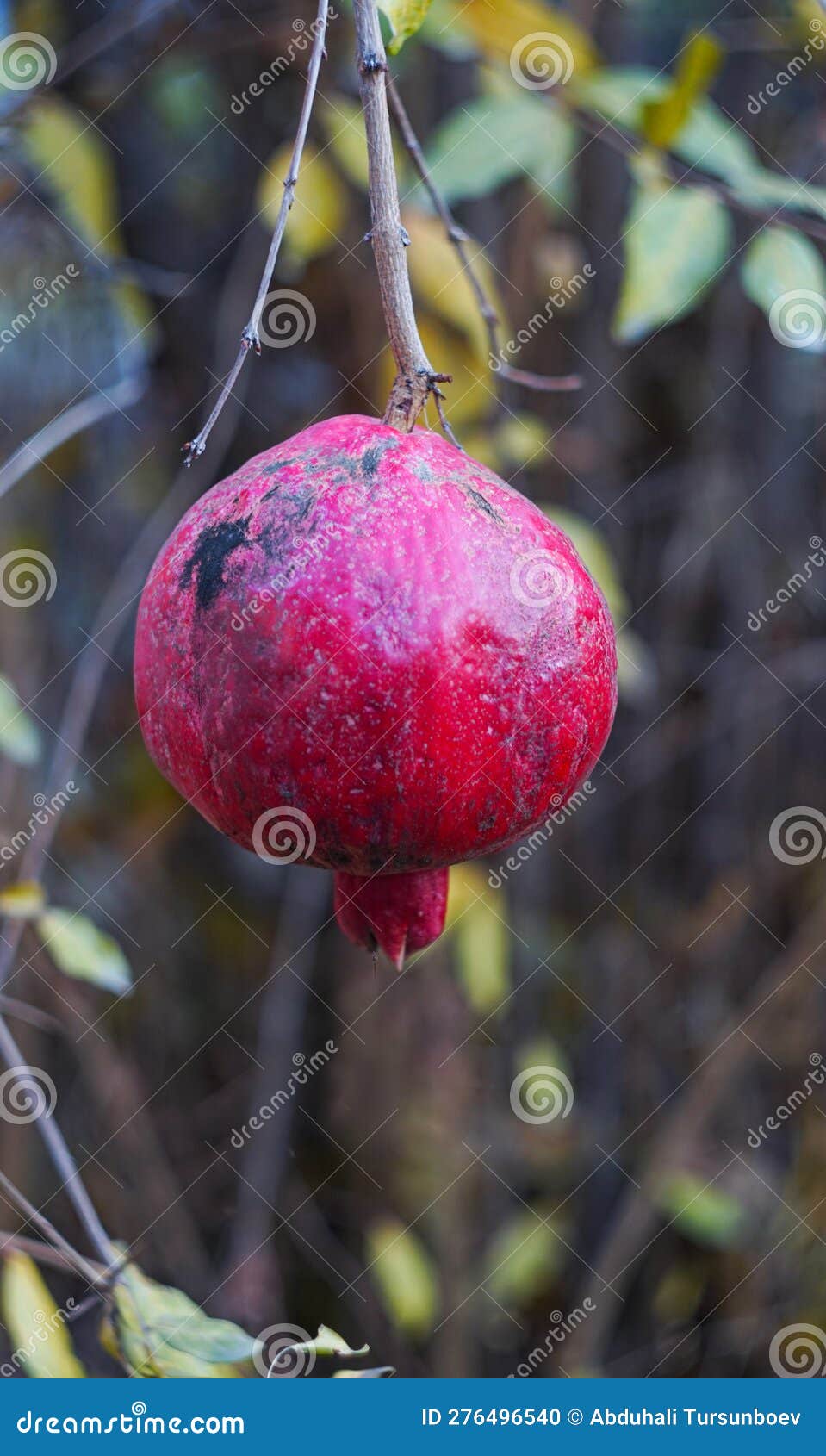 The Fruit of the Red Pomegranate Tree Stock Photo - Image of autumn ...
