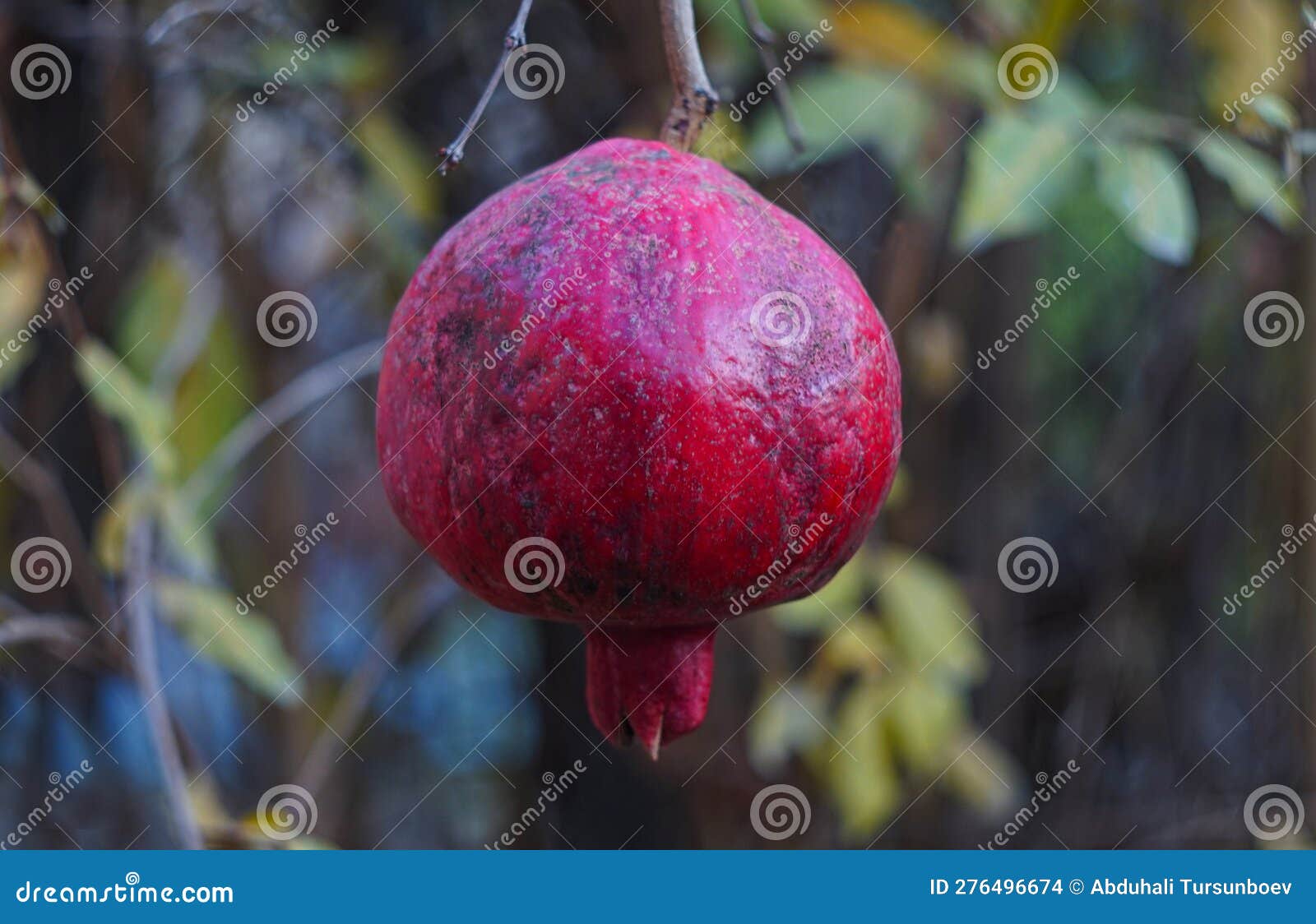 The Fruit of the Red Pomegranate Tree Stock Photo - Image of ripe ...