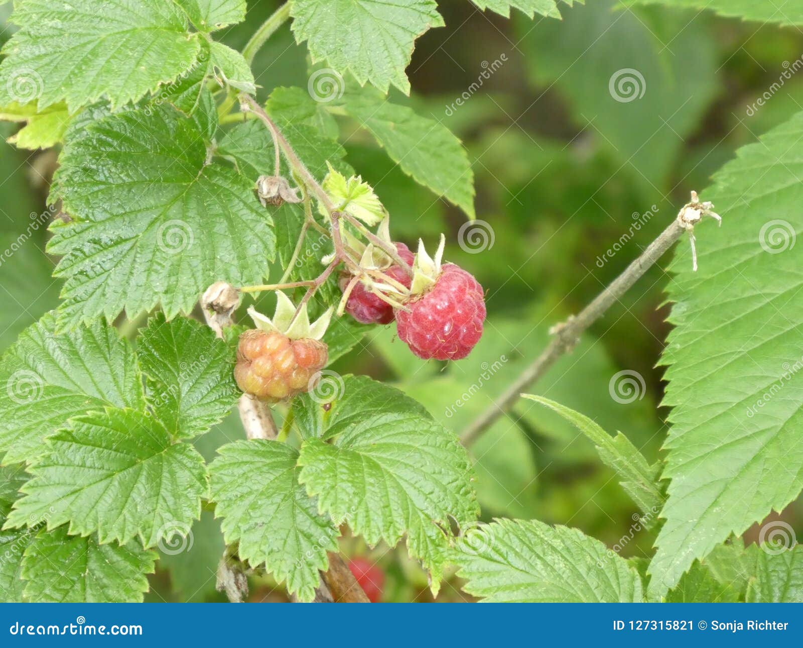 Fruit of a Rasperry on the Bush Stock Image - Image of rasperry, berry ...