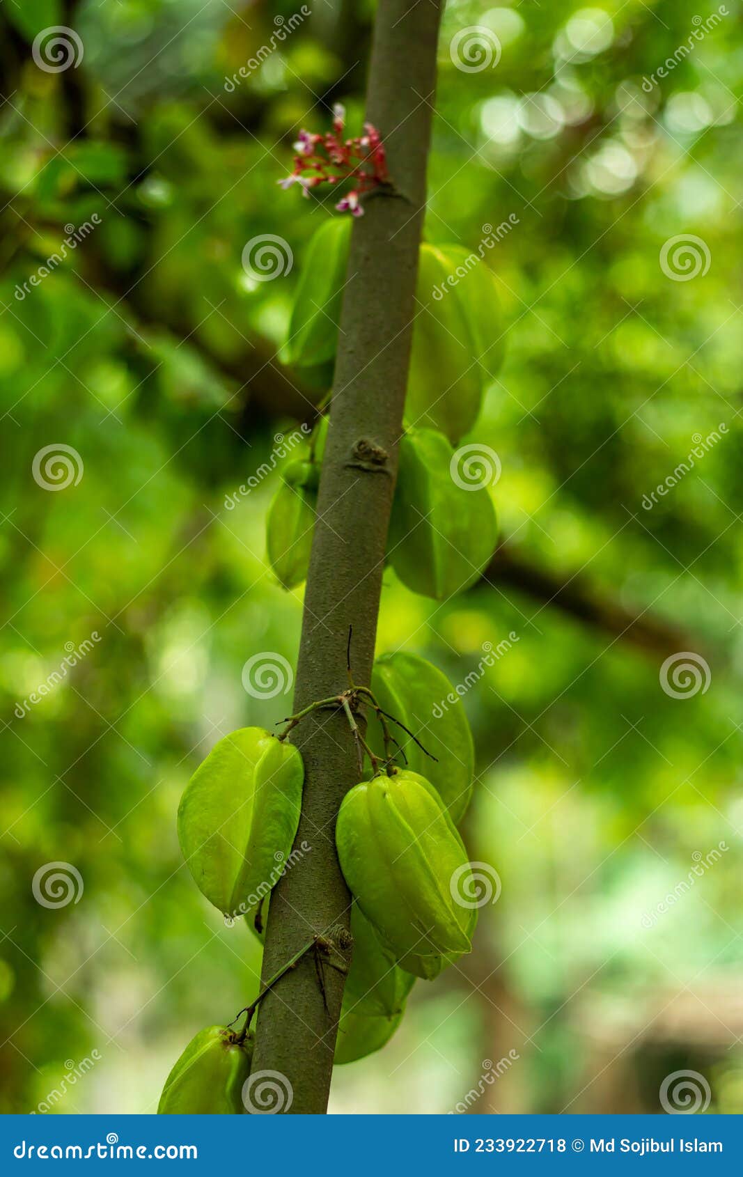 This Fruit Rich in Various Nutrients and this Fruit is Called Star ...