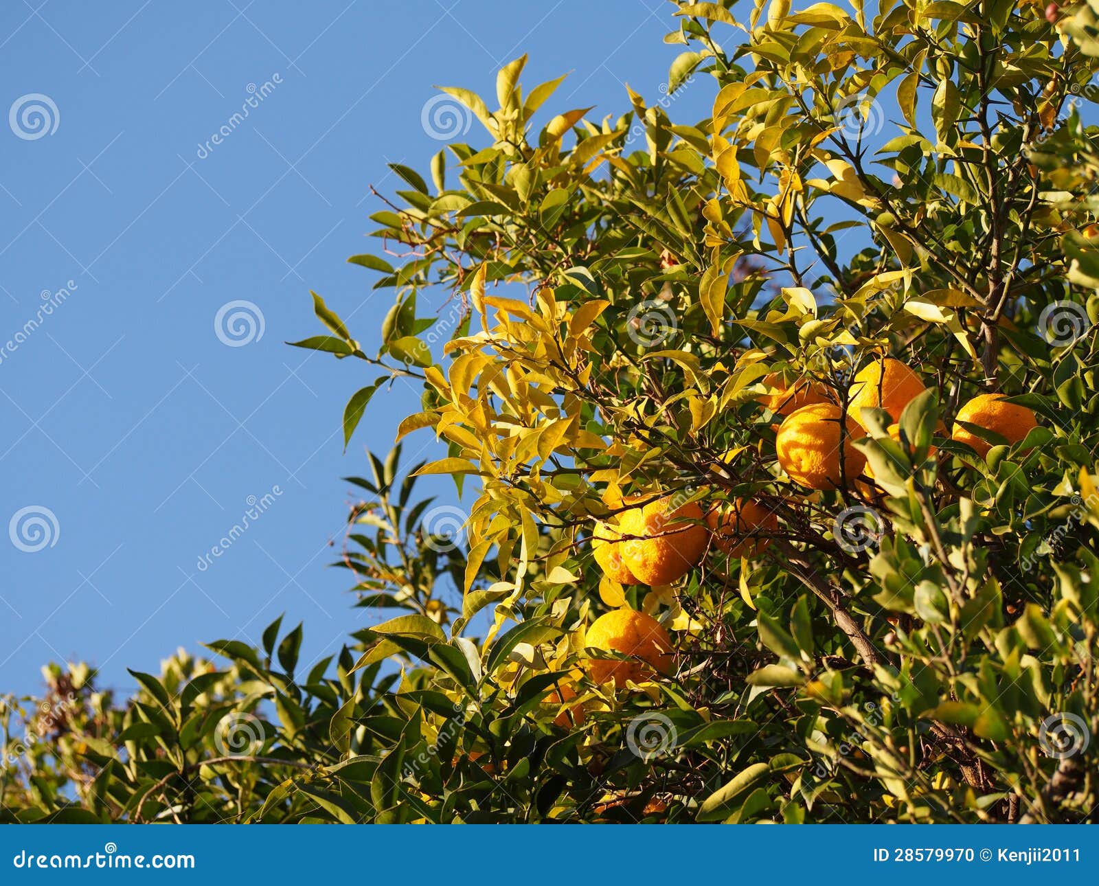Fruit Ripe Mandarin Orange Trees Stock Photo - Image of citrus, organic ...