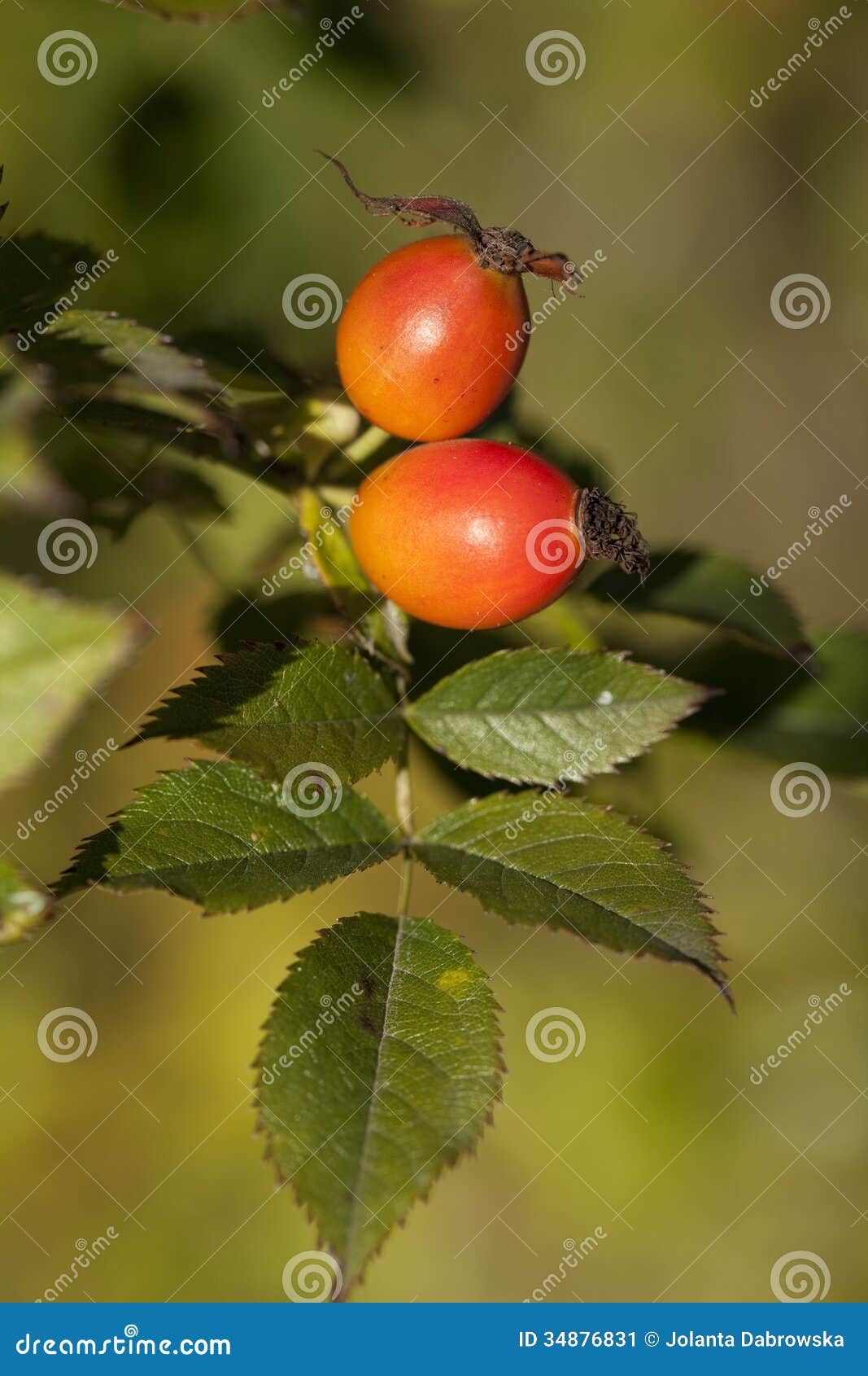 Fruit rose stock image. Image of fruit, flora, herb, bunch - 34876831