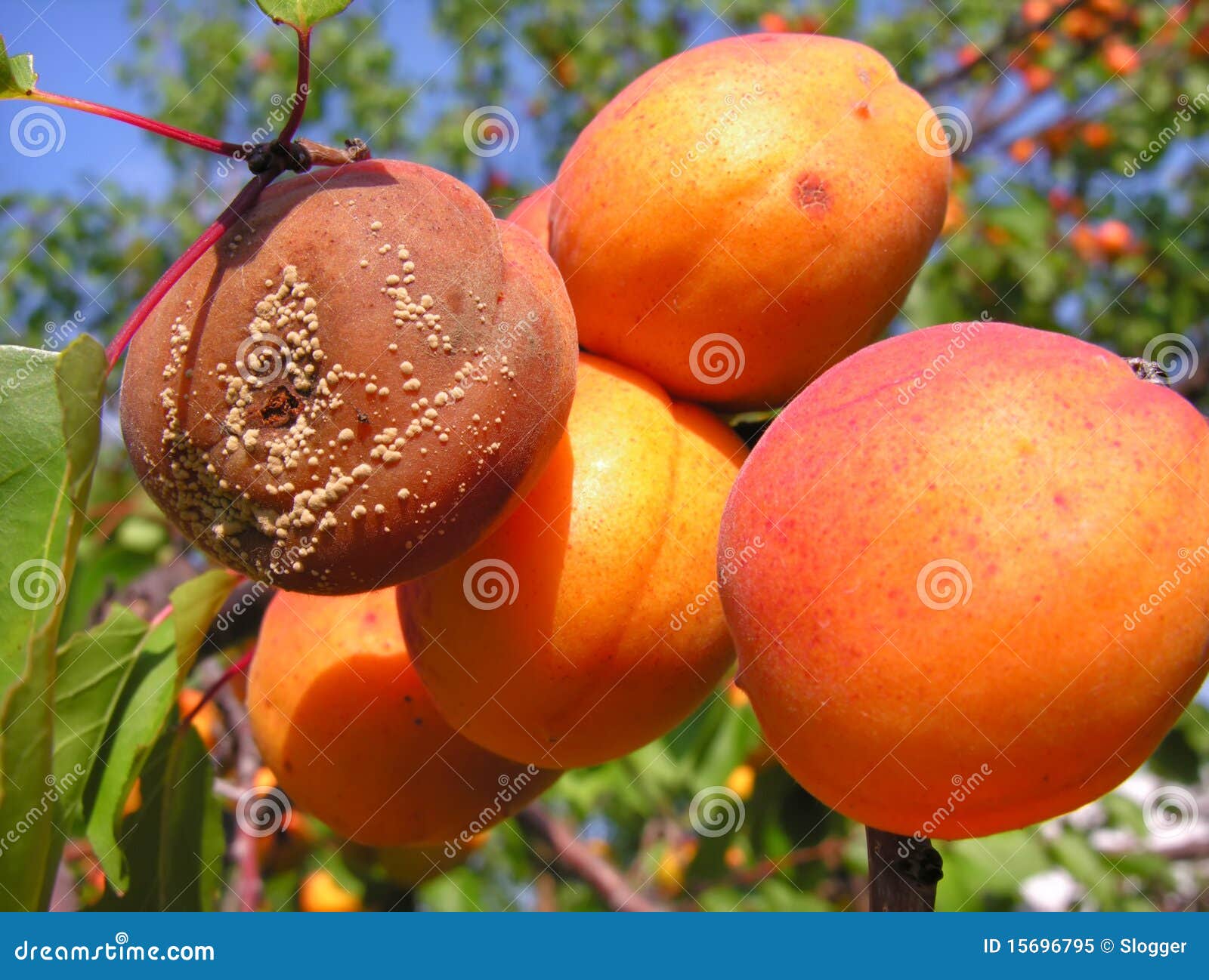 Fruit rot stock image. Image of agriculture, organic - 15696795