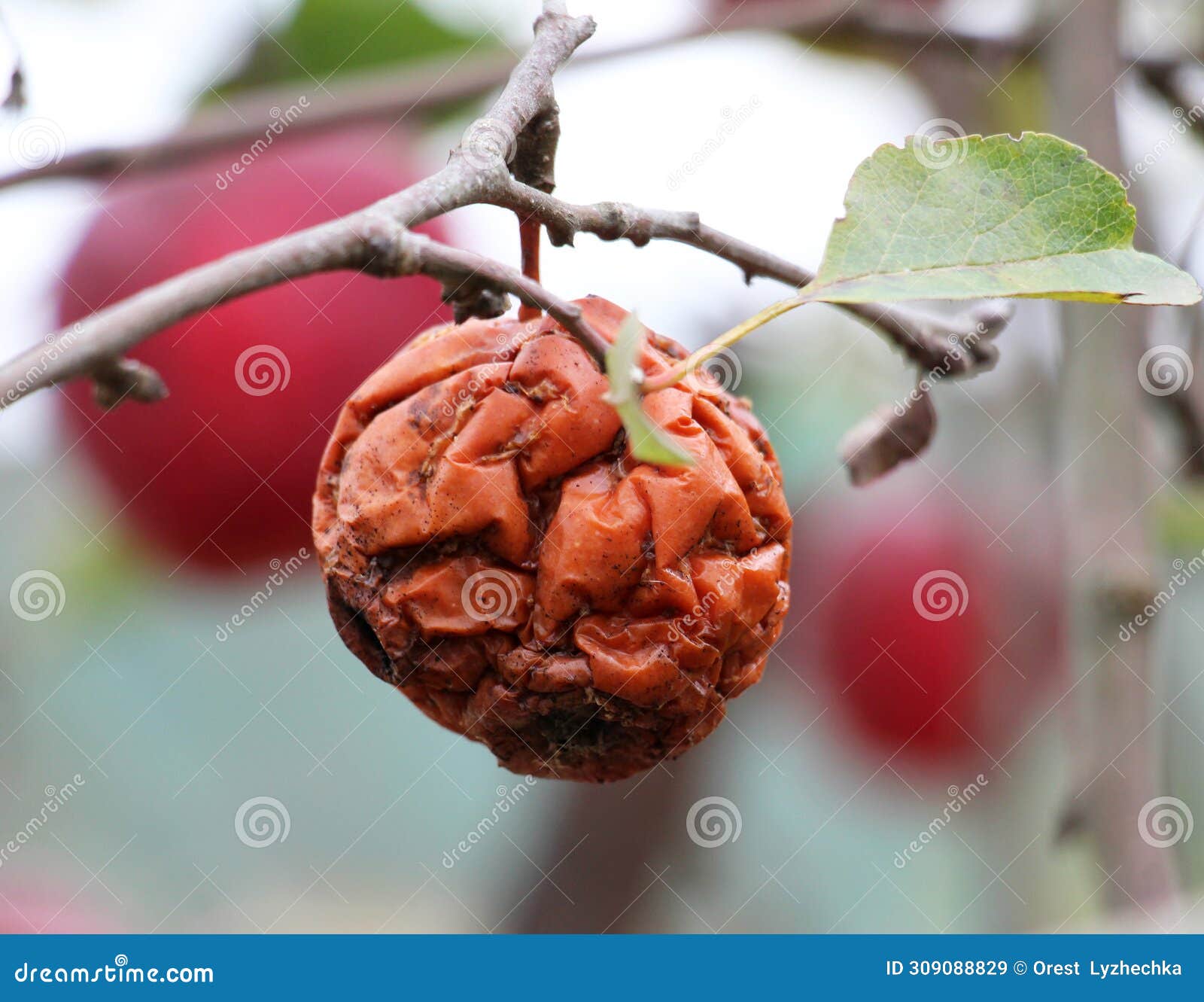 Fruit Rot of Apples Damaged by Moniliosis (Monilinia Stock Image ...