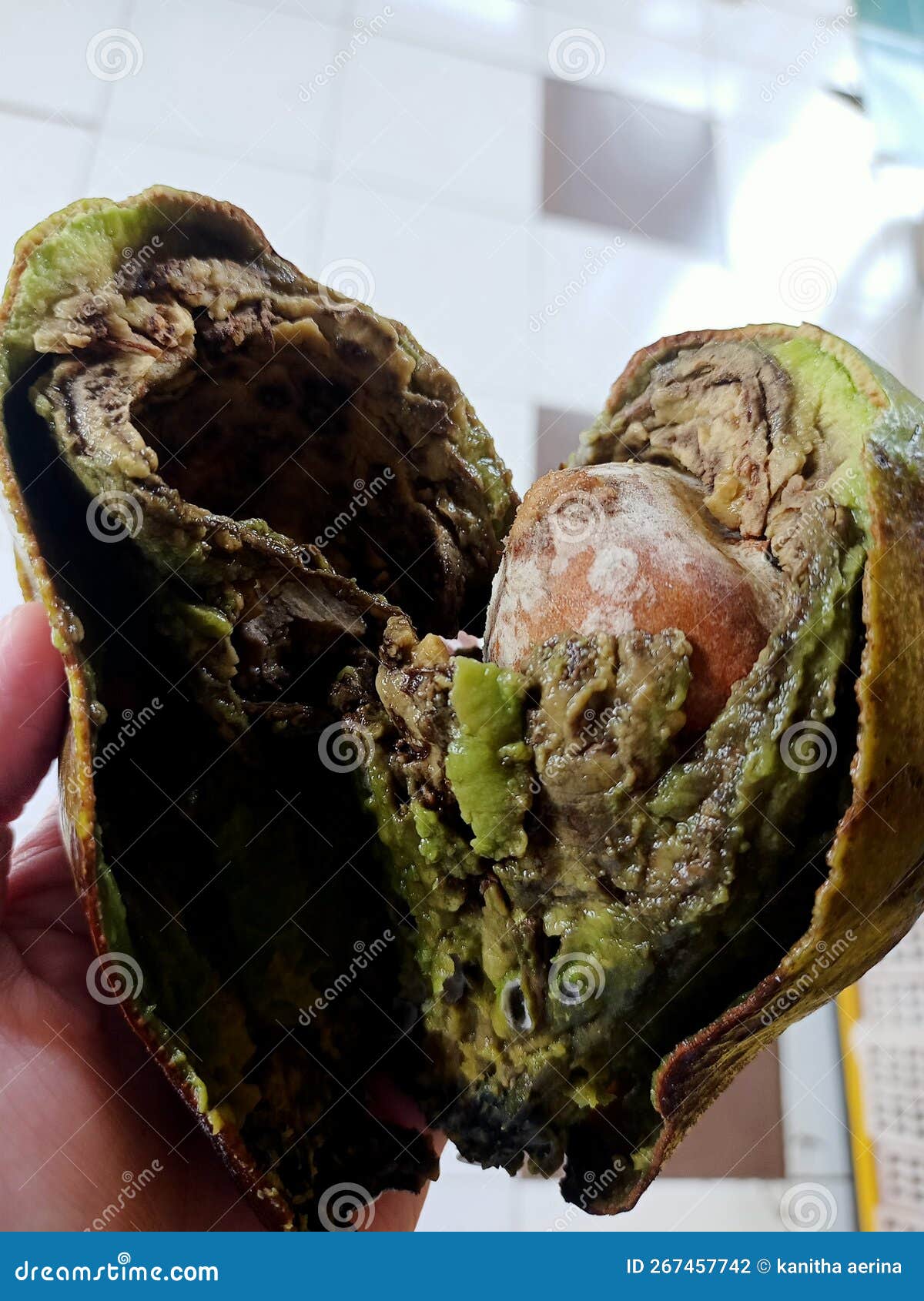 Fruit rot occurred stock photo. Image of nature, vegetable - 267457742
