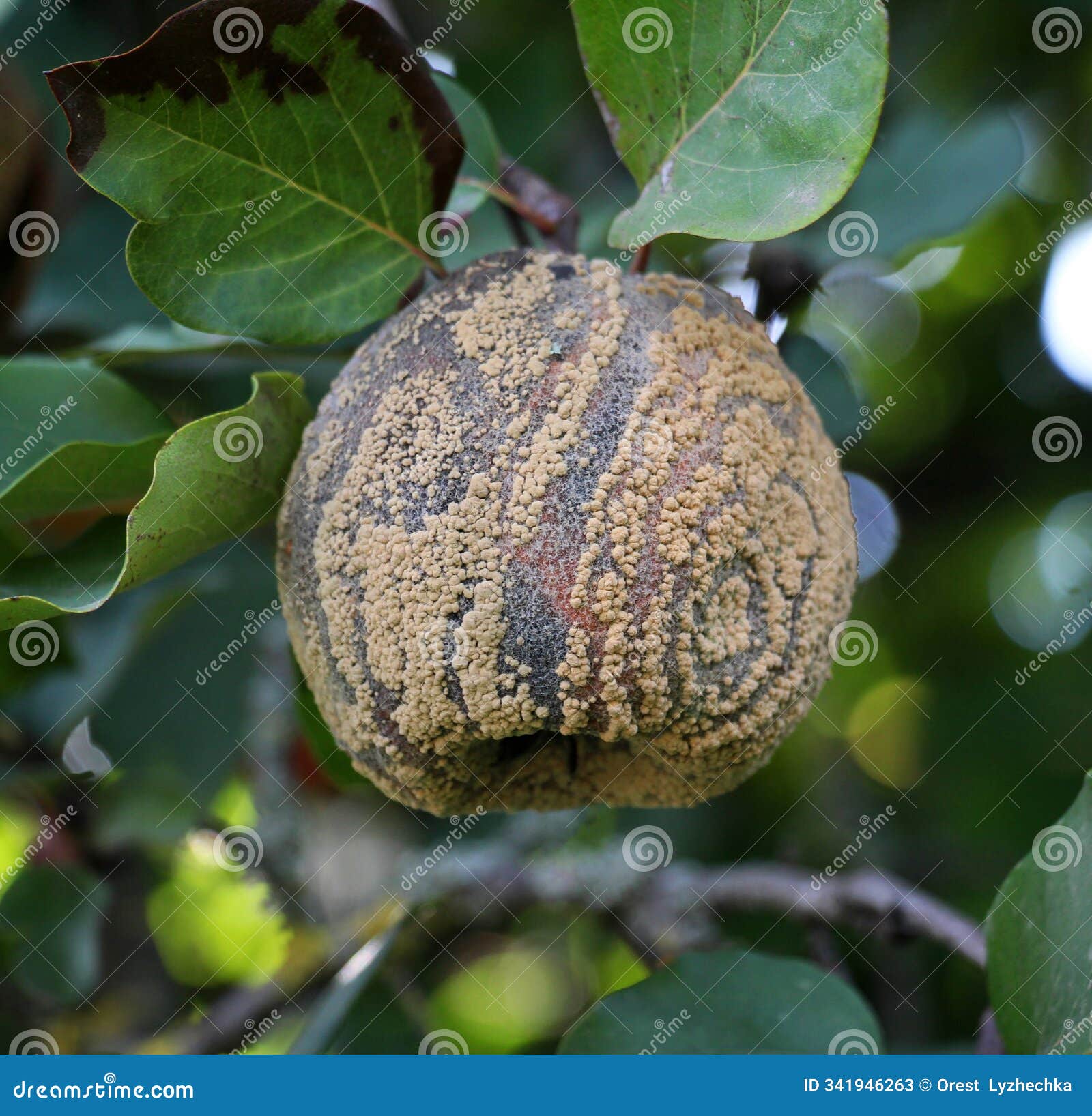 Fruit Rot of Quince Damaged by Moniliasis (Monilinia Stock Image ...