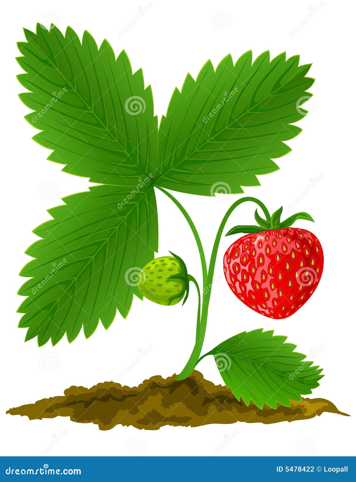 Fruit Rouge De Fraise Avec Les Lames Vertes Illustration de Vecteur ...