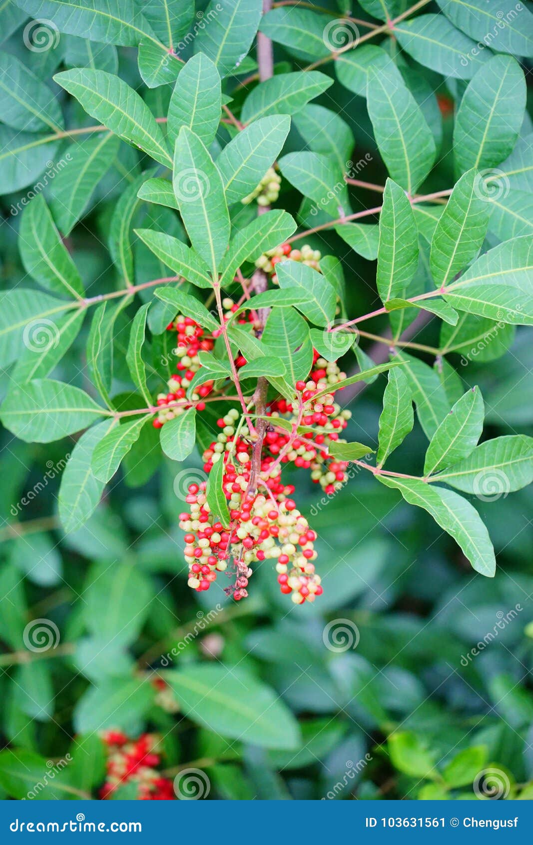 Fruit Rouge Du Schefflera Nain, Arboricola Image stock - Image du ...