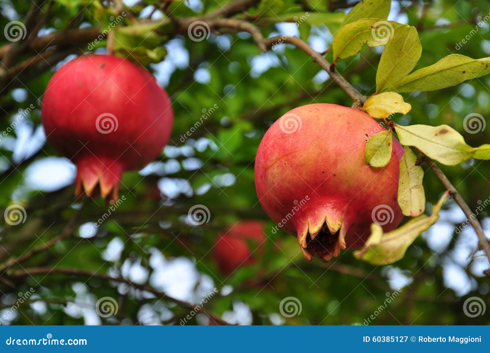 Fruit Rouge Mûr De Grenade Sur Une Branche D'arbre Image stock - Image ...