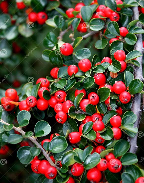Fruit rouge sauvage photo stock. Image du rouge, nourriture - 11305778