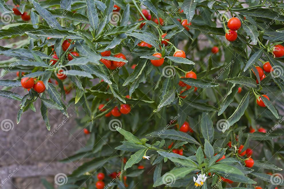Fruit rouge sauvage image stock. Image du vivacité, nutrition - 98942583