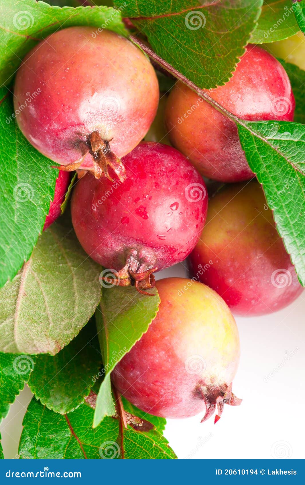 Fruit Rouge Sauvage De Pommes Photo stock - Image du jardinage, régime ...