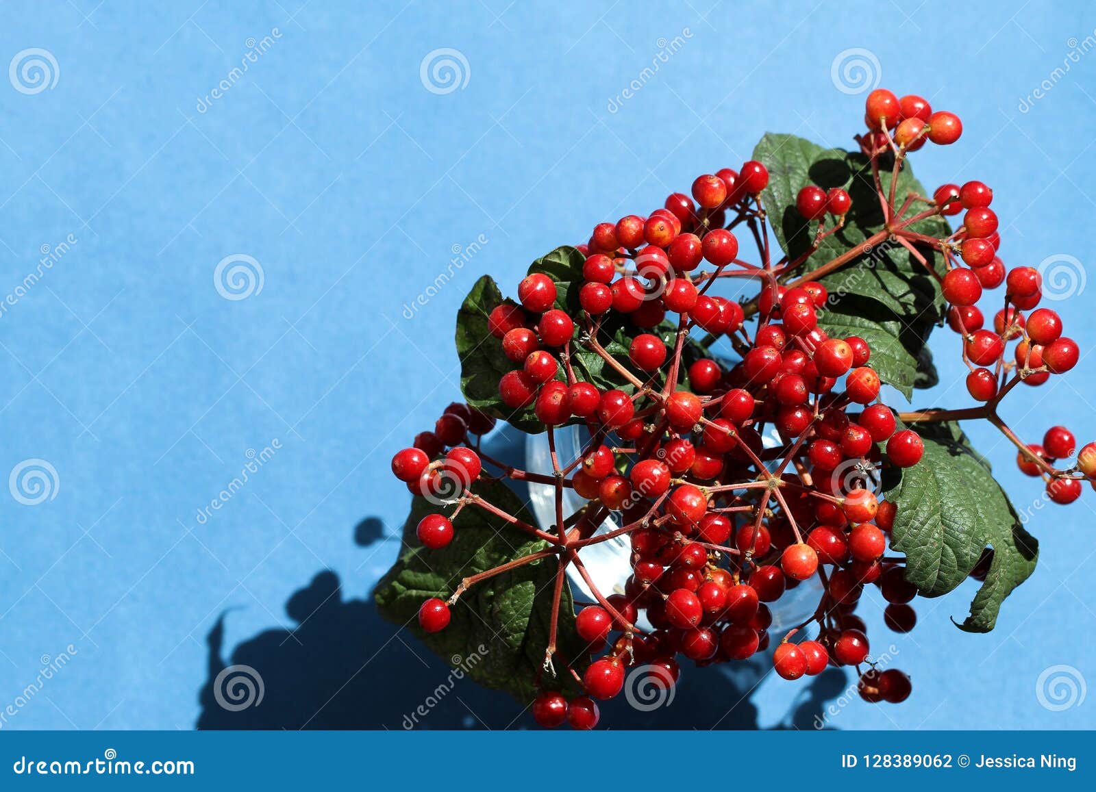 Fruit Rouge Sauvage Sur Le Fond Bleu Photo stock - Image du ...
