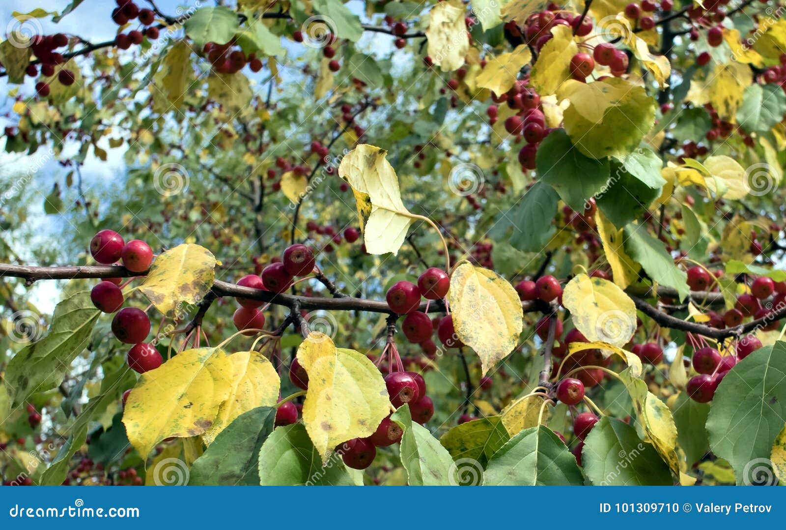 Fruit Rouge Sur Un Pommier Sauvage Photo stock - Image du automne, sain ...