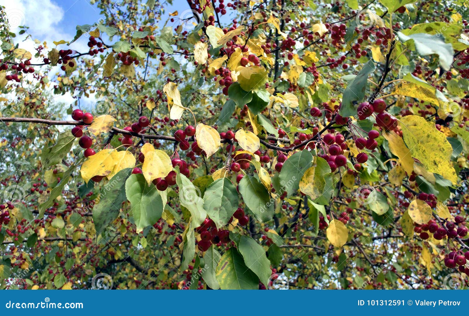 Fruit Rouge Sur Un Pommier Sauvage Image stock - Image du fermer, beau ...