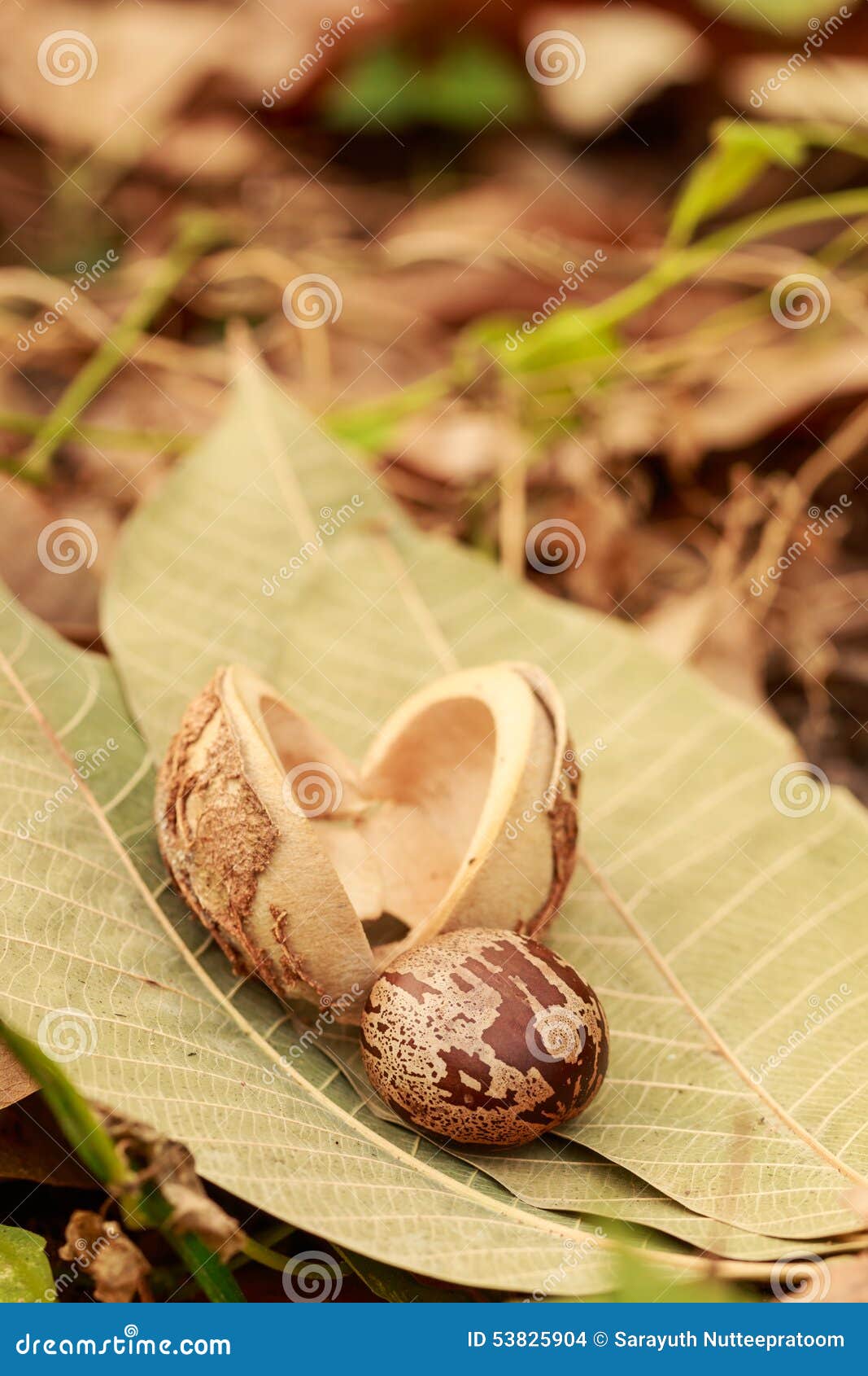 Fruit of Rubber tree stock photo. Image of botanical - 53825904