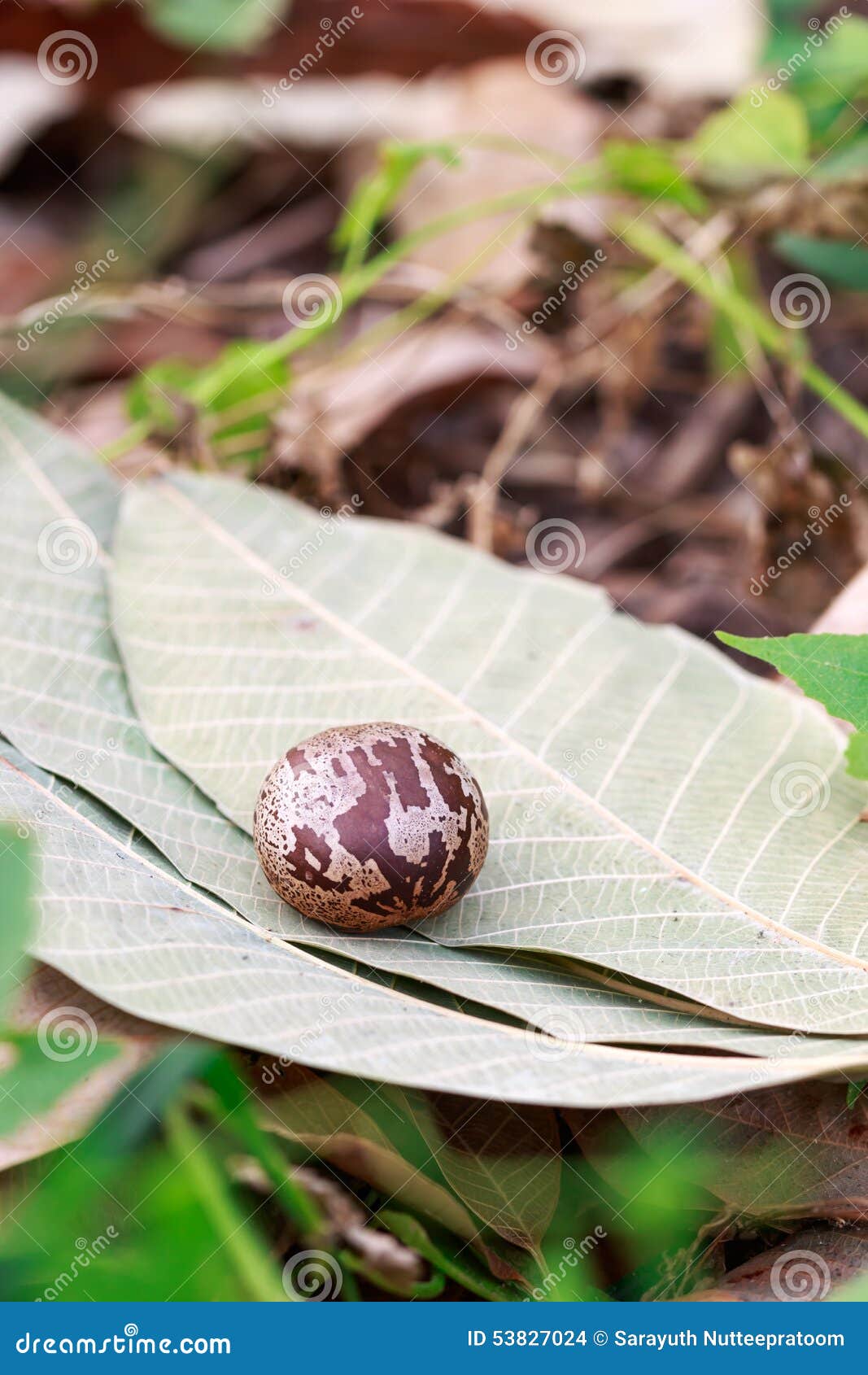 Fruit of Rubber tree stock photo. Image of color, object - 53827024