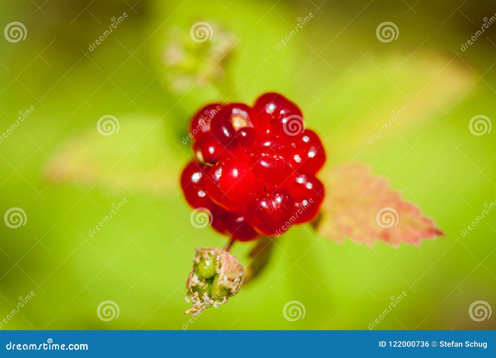Five Leaved Bramble Fruit - Bird Perspective Stock Photo - Image of ...