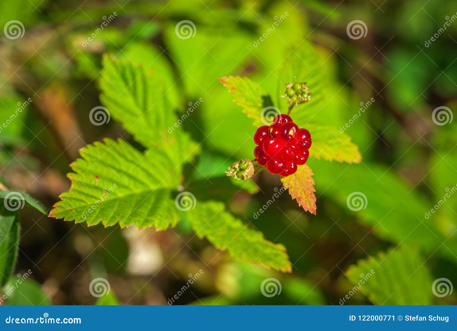 Five Leaved Bramble Fruit with Leaves - Bird Perspective Stock Image ...