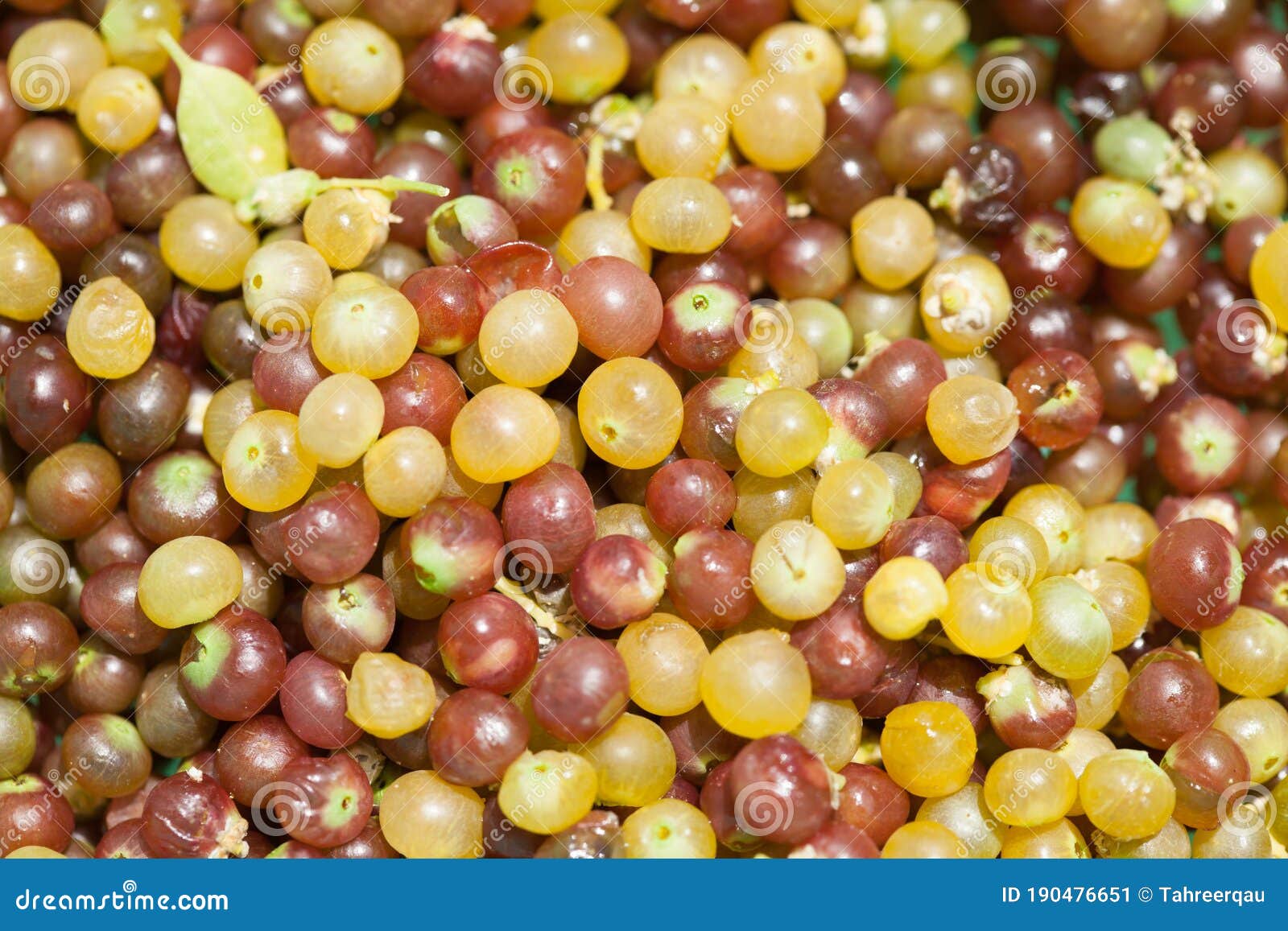 252 Salvadora Persica Photos - Free & Royalty-Free Stock Photos from ...
