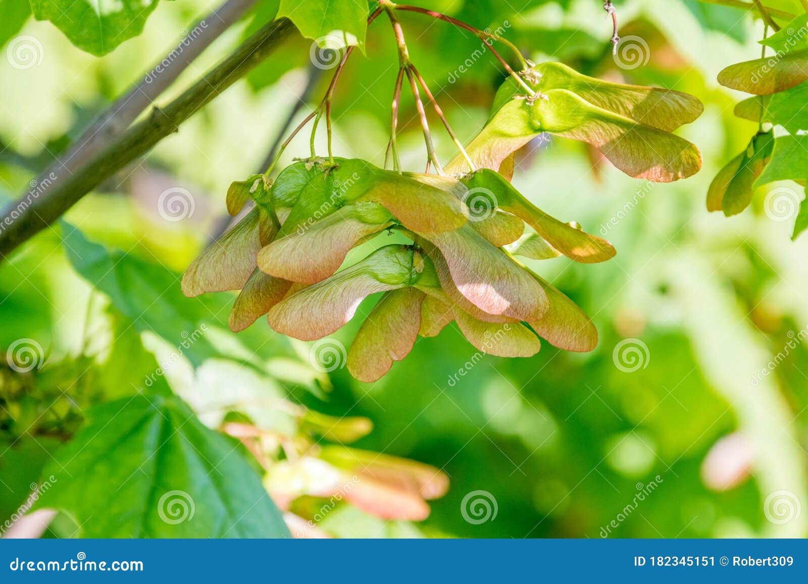 Fruit Samara, Flat Seed Capsule and the Angle of the Wings Stock Image ...