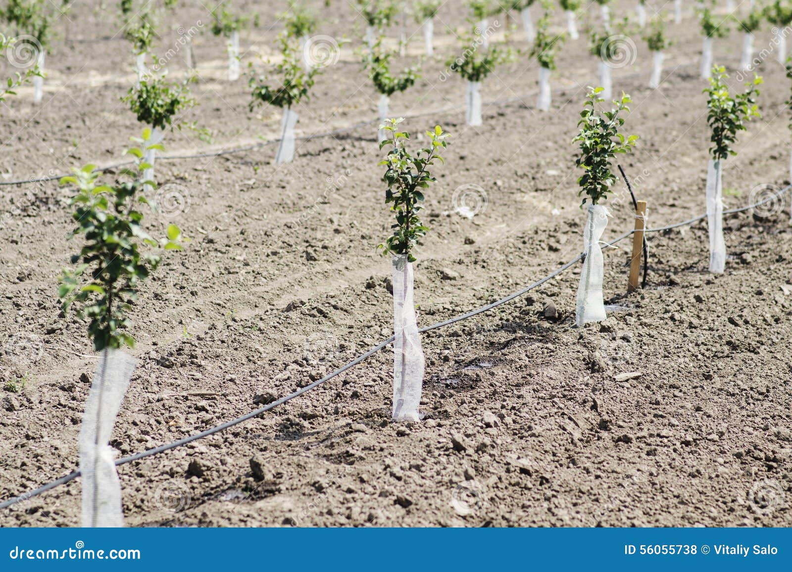 Fruit saplings stock photo. Image of irrigation, fruits - 56055738