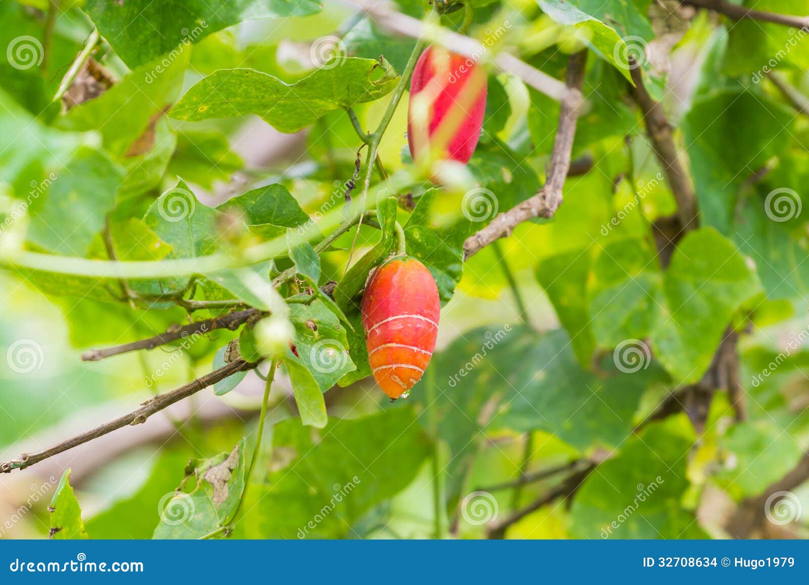 Fruit sauvage de courge photo stock. Image du normal - 32708634