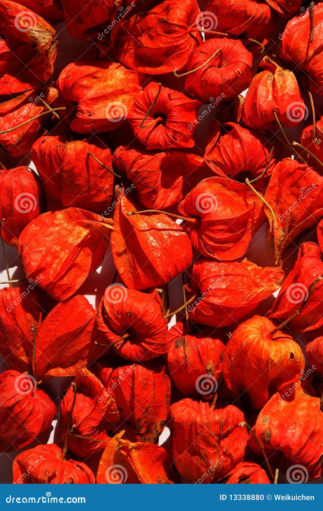 Fruit sauvage rouge photo stock. Image du centrale, couleurs - 13338880