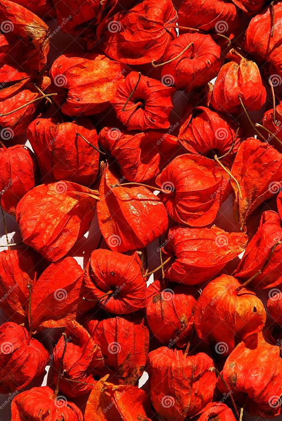 Fruit sauvage rouge photo stock. Image du centrale, couleurs - 13338880
