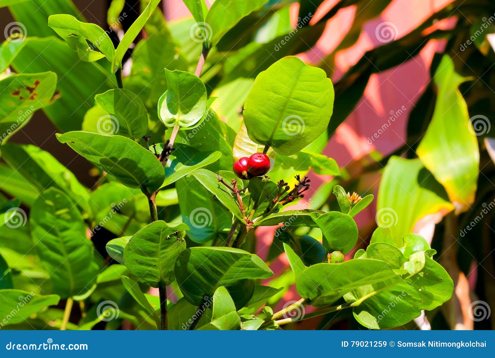 Fruit or Seed of Ixora Chinensis Lamk Flower, Rubiaceae. Stock Image ...