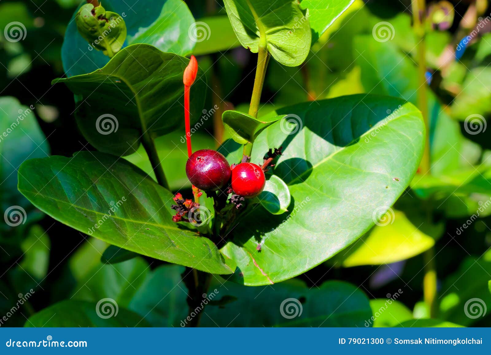 Fruit or Seed of Ixora Chinensis Lamk Flower, Rubiaceae. Stock Photo ...