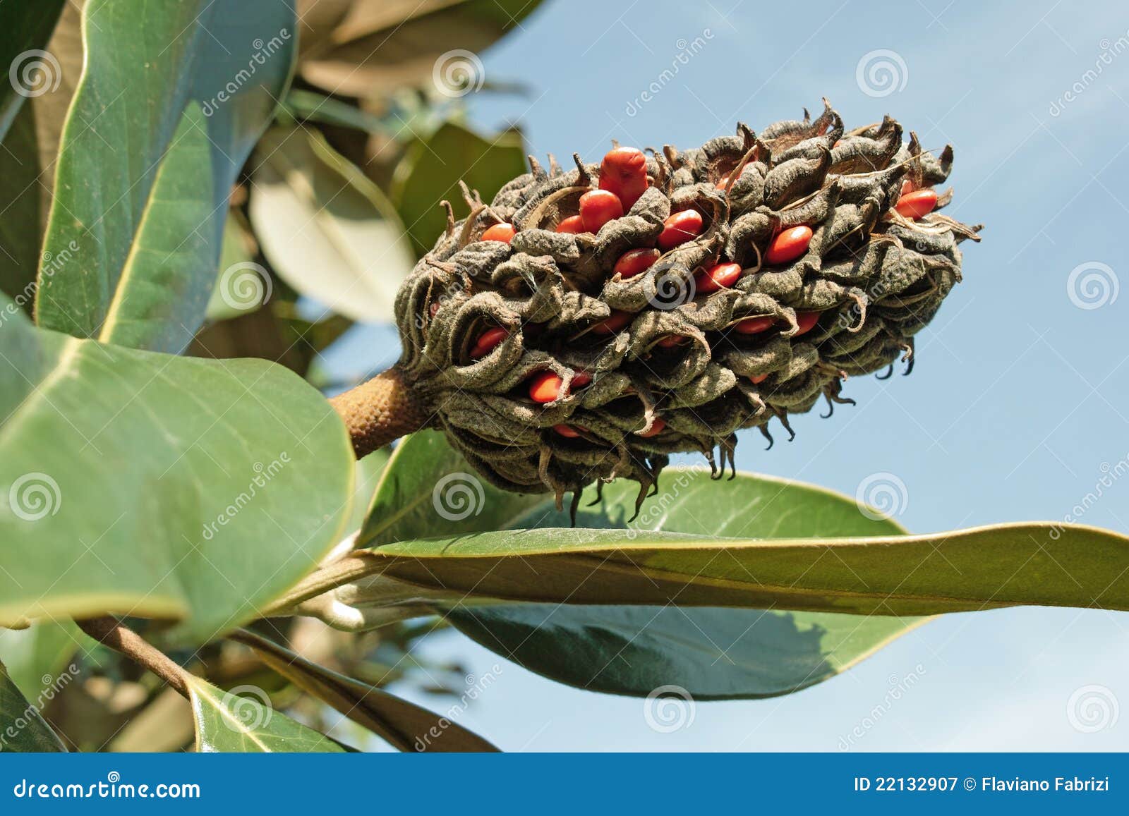 Fruit and Seeds of Magnolia Grandiflora Stock Image - Image of ...