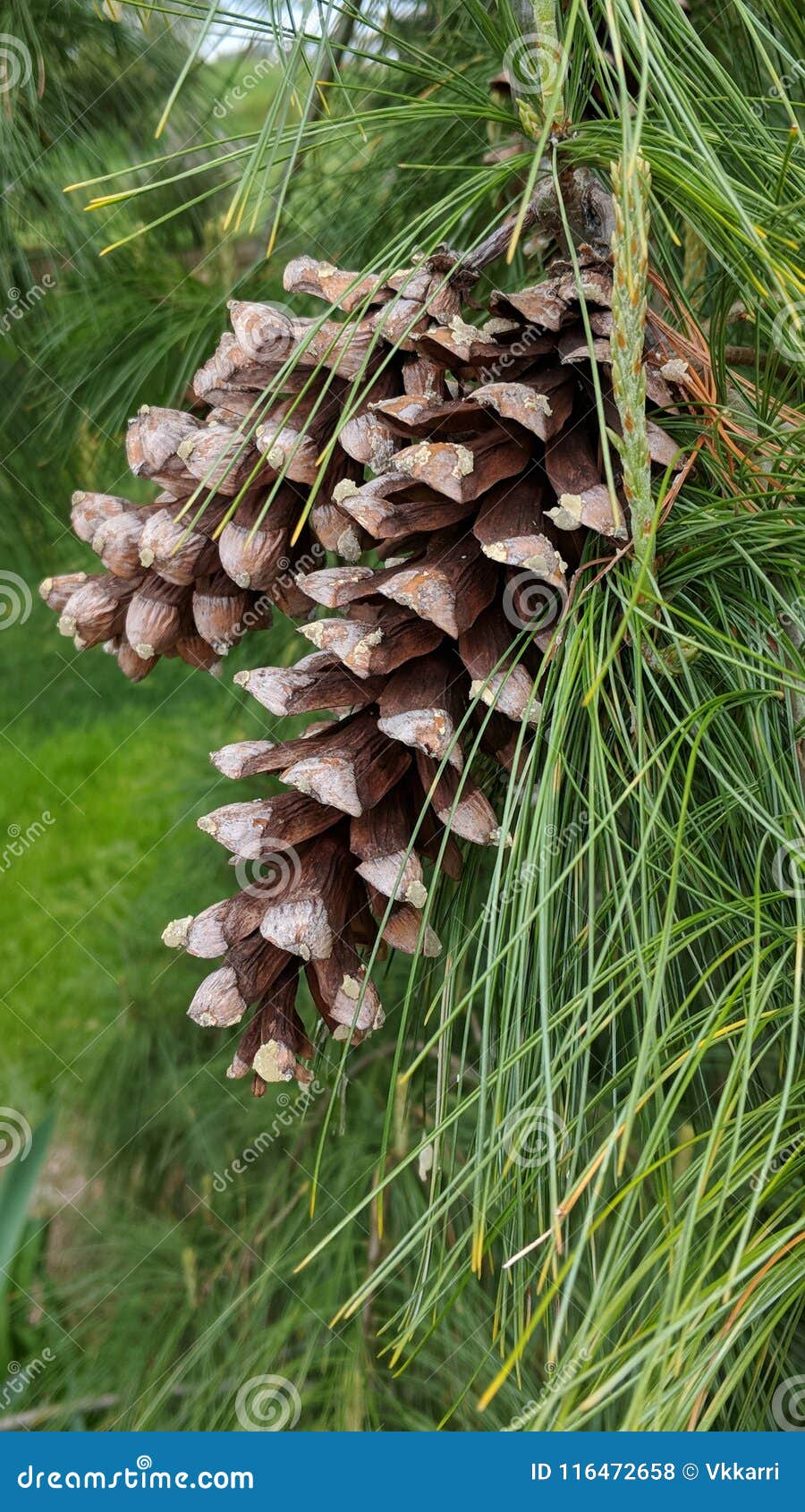 Pine cone hanging on tree stock photo. Image of green - 116472658