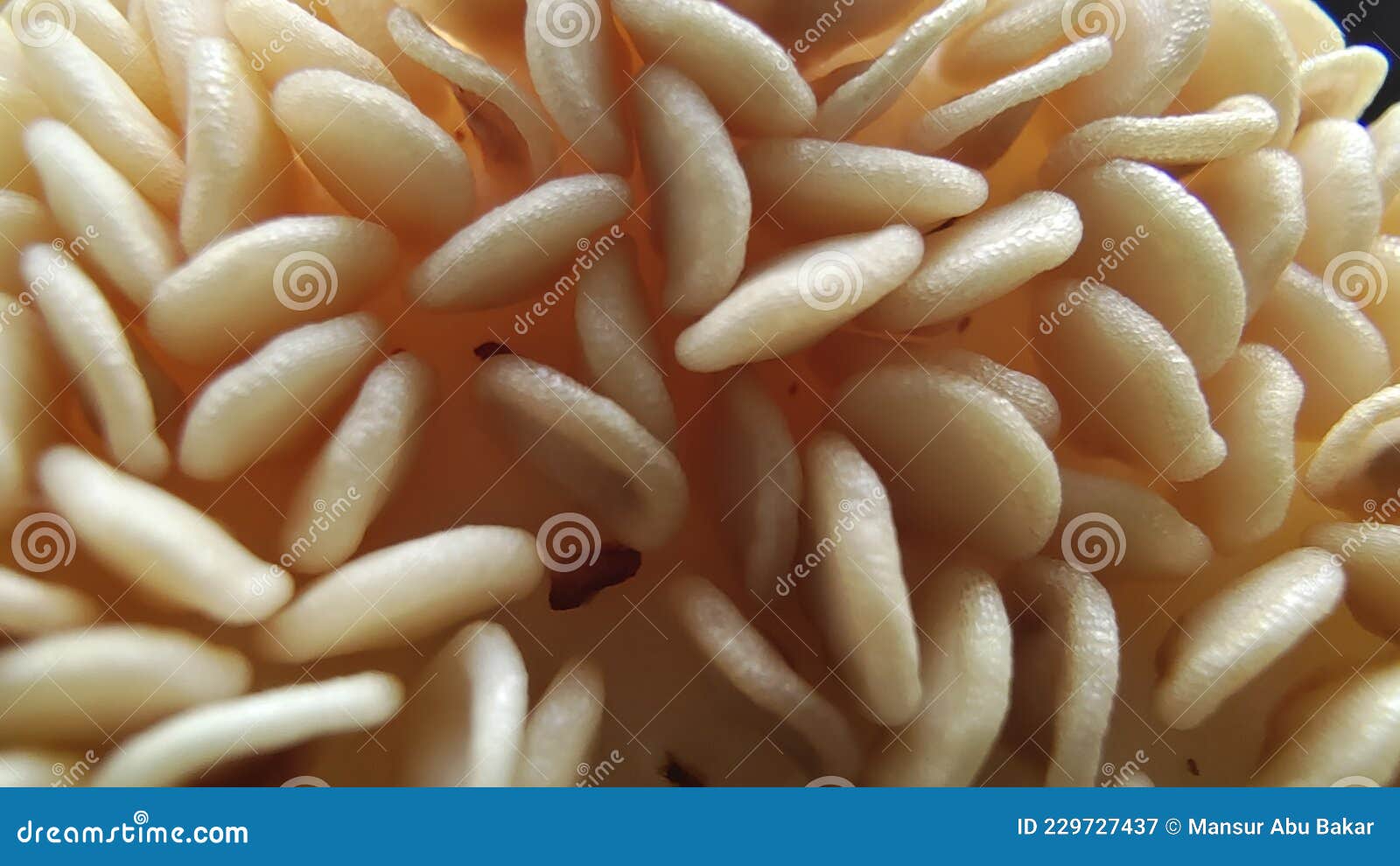 Fruit seeds stock image. Image of vegetable, meal, seeds - 229727437