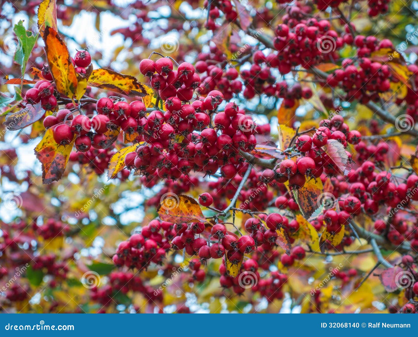 Fruit of serviceberry stock photo. Image of rosaceae - 32068140