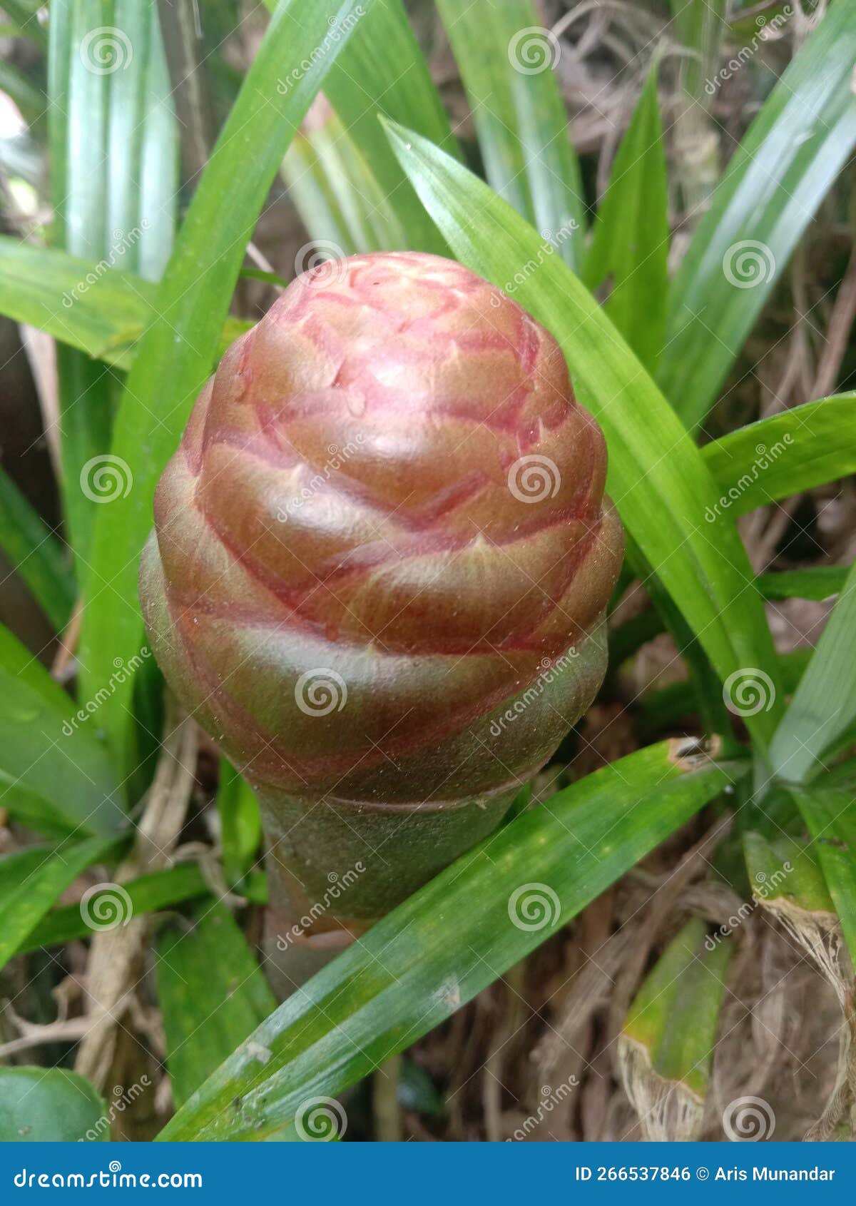 Fruit that is Shaped Like an Extravagant Fruit but Not Quite Unique ...