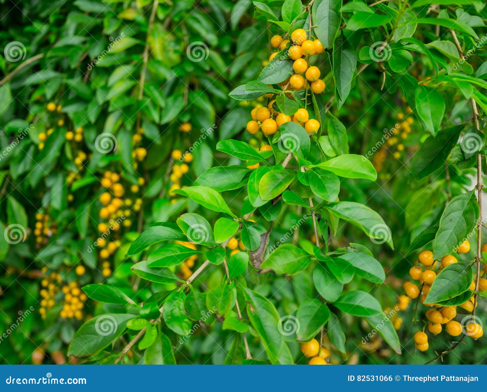 Fruit Small Ball on the Tree Stock Photo - Image of growth, agriculture ...