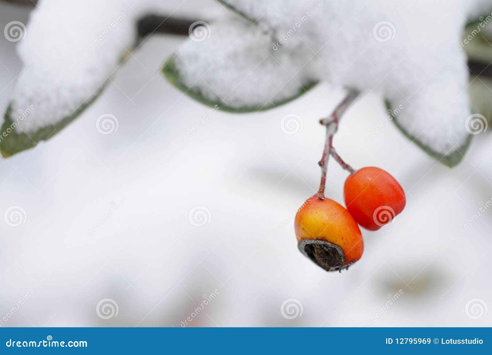 Fruit,snow,forest stock image. Image of green, blob, micro - 12795969