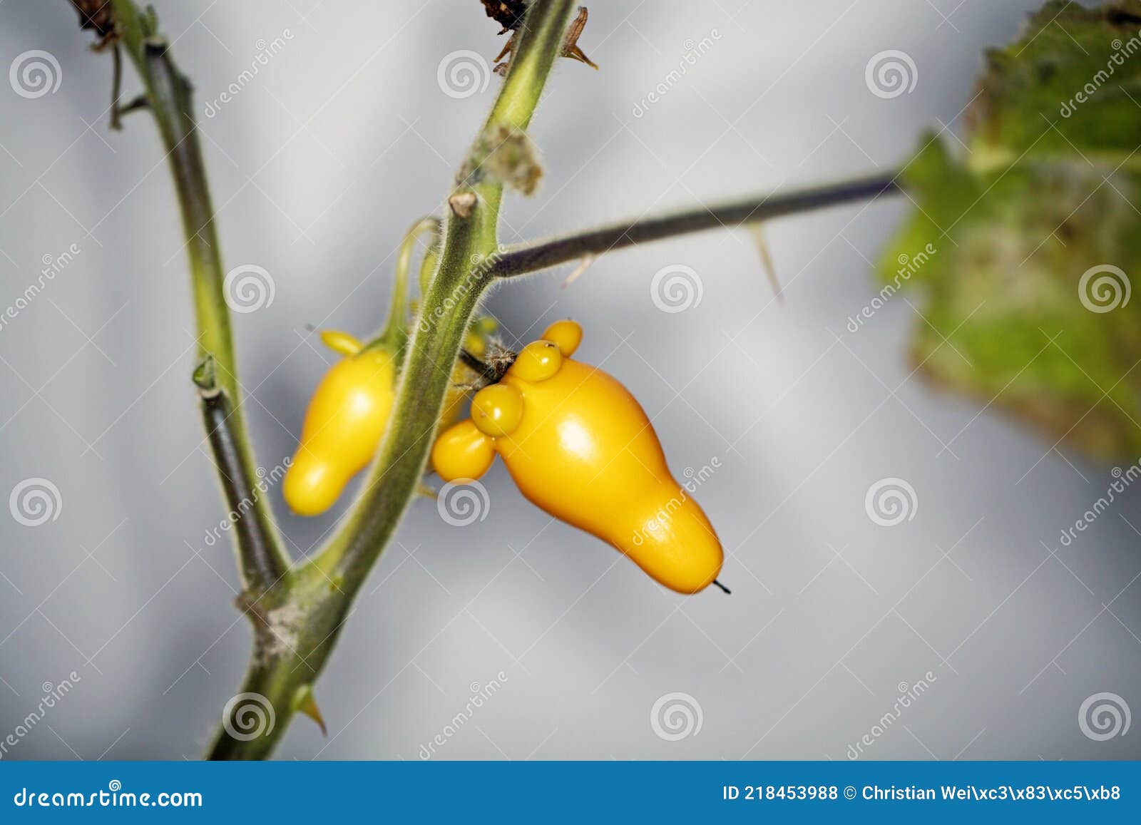 Fruit of Solanum mammosum stock photo. Image of month - 218453988